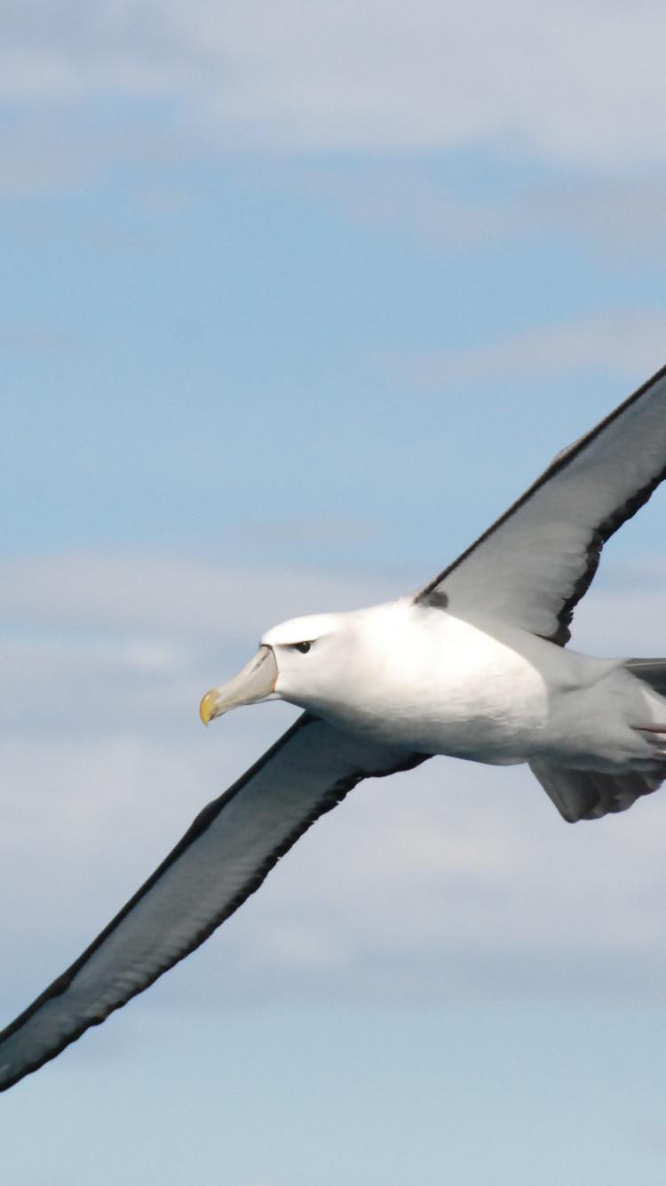 Albatross Wallpapers - Top Free Albatross Backgrounds - WallpaperAccess