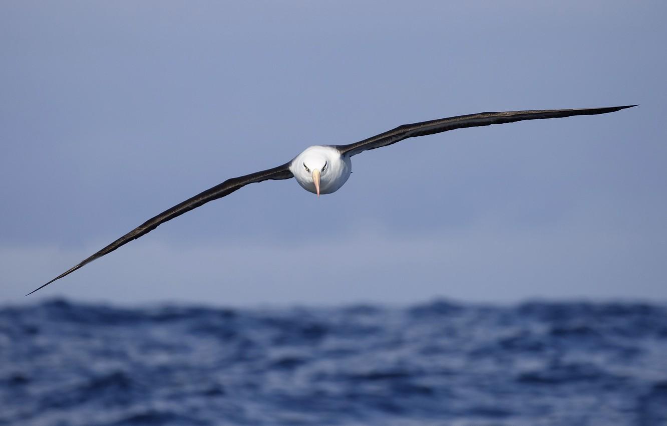Albatross Wallpapers - Top Free Albatross Backgrounds - WallpaperAccess