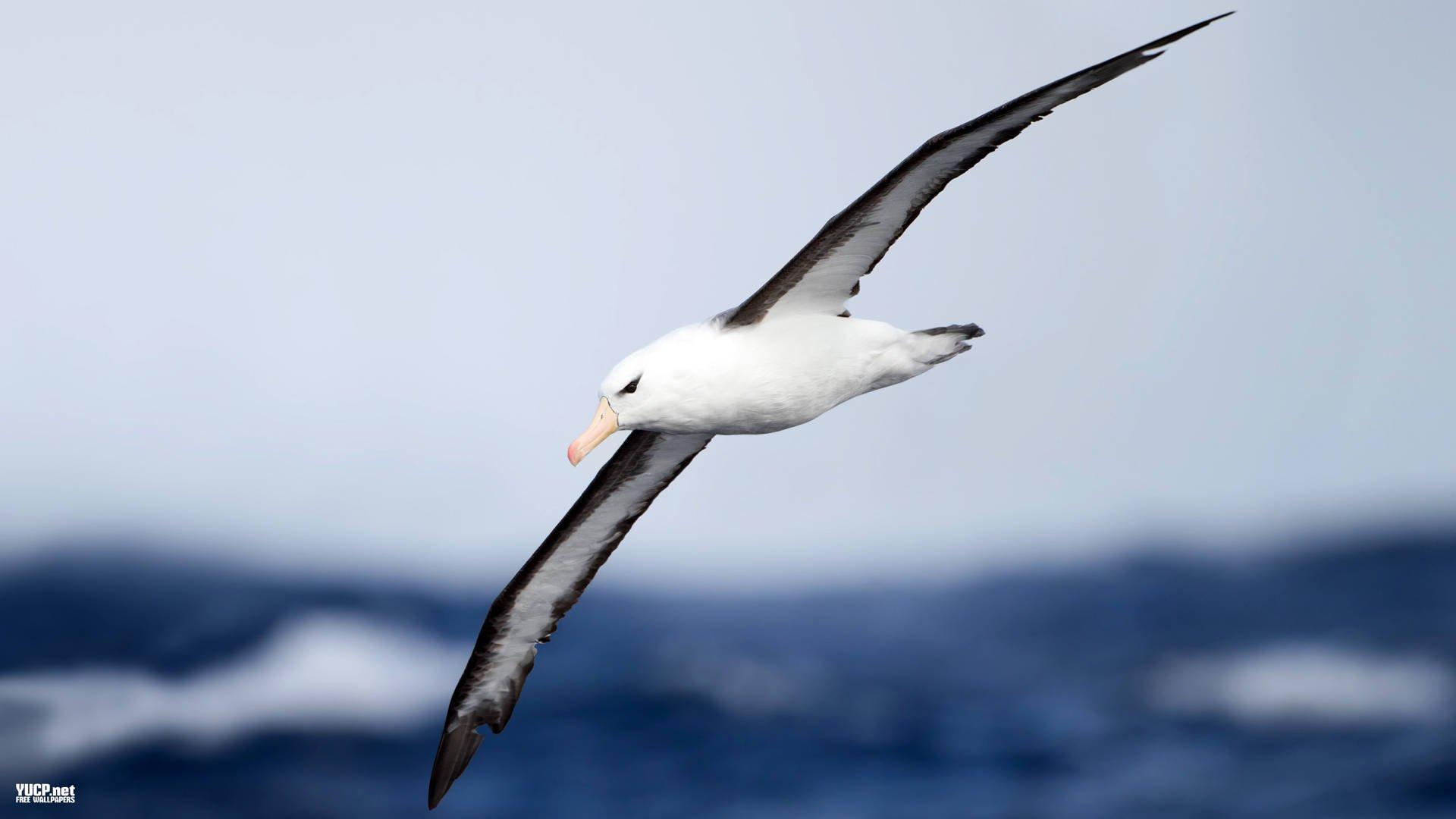 Albatross Wallpapers - Top Free Albatross Backgrounds - WallpaperAccess