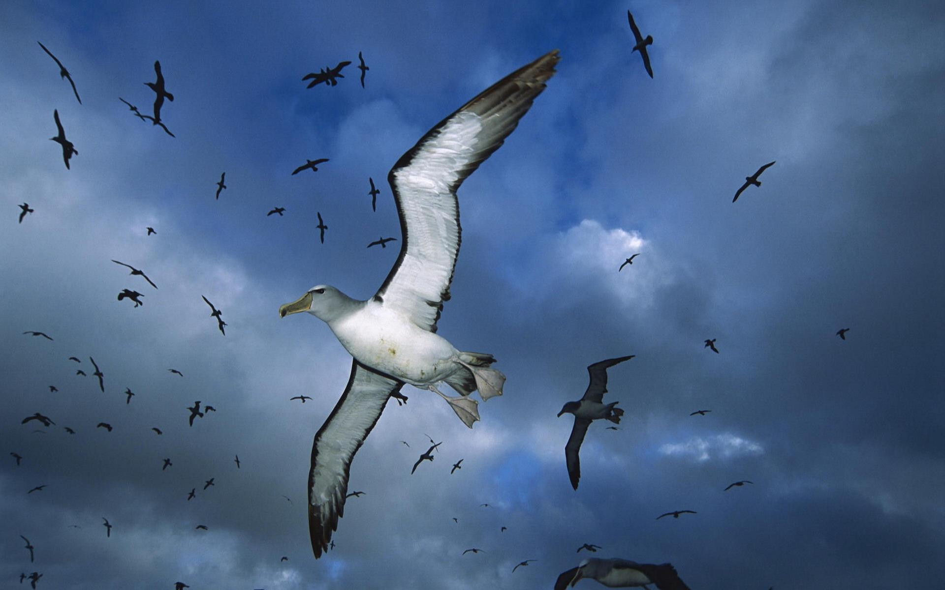 Albatross Wallpapers - Top Free Albatross Backgrounds - WallpaperAccess