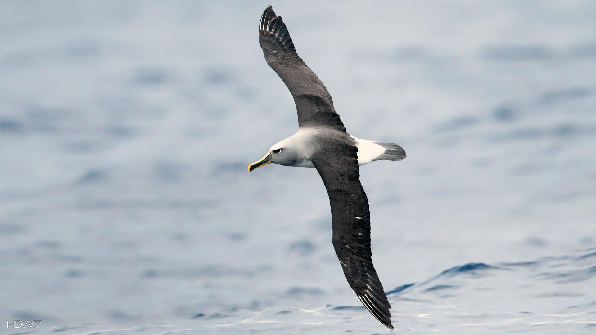 Albatross Wallpapers - Top Free Albatross Backgrounds - WallpaperAccess