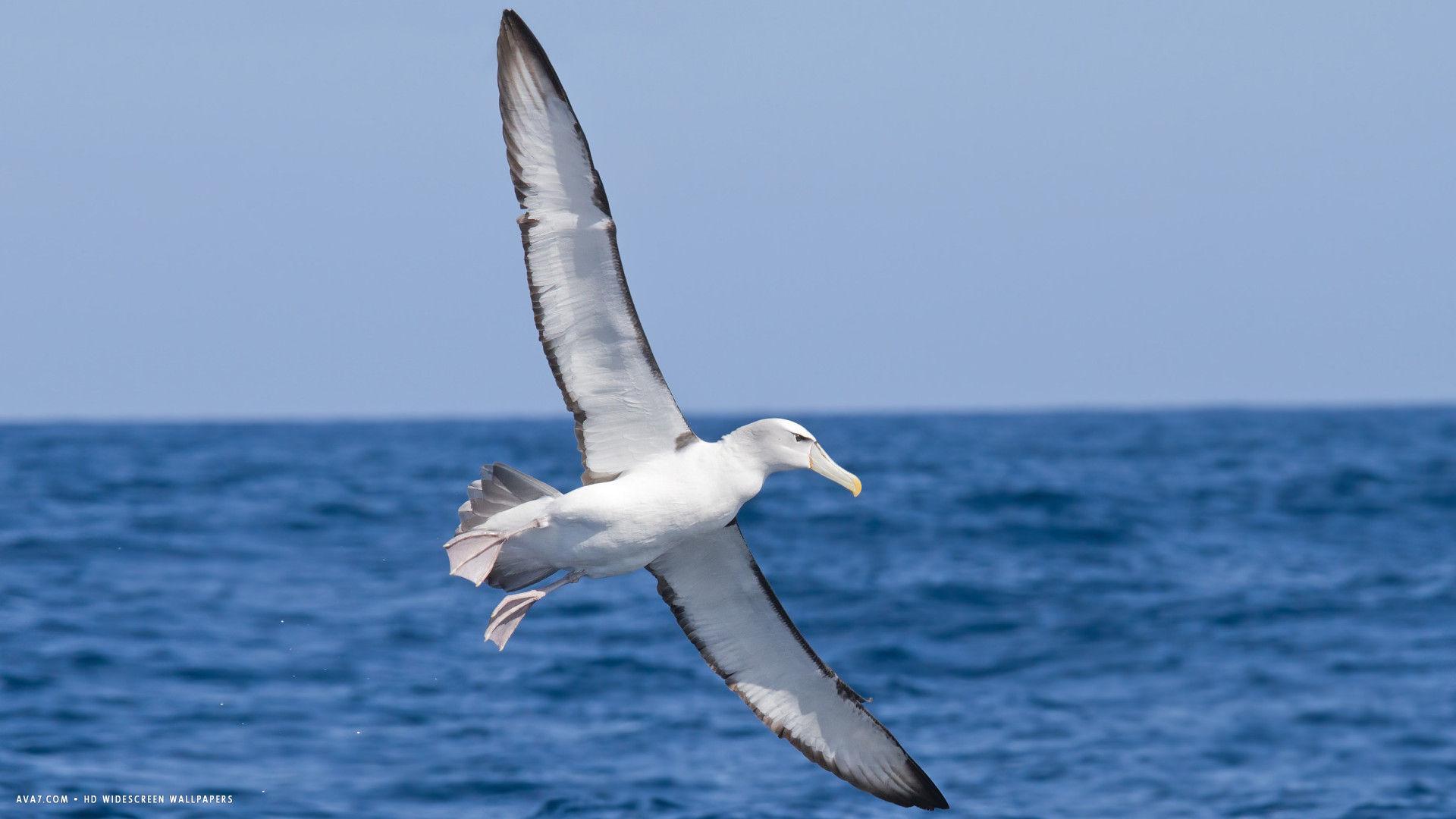 Albatross Wallpapers - Top Free Albatross Backgrounds - WallpaperAccess