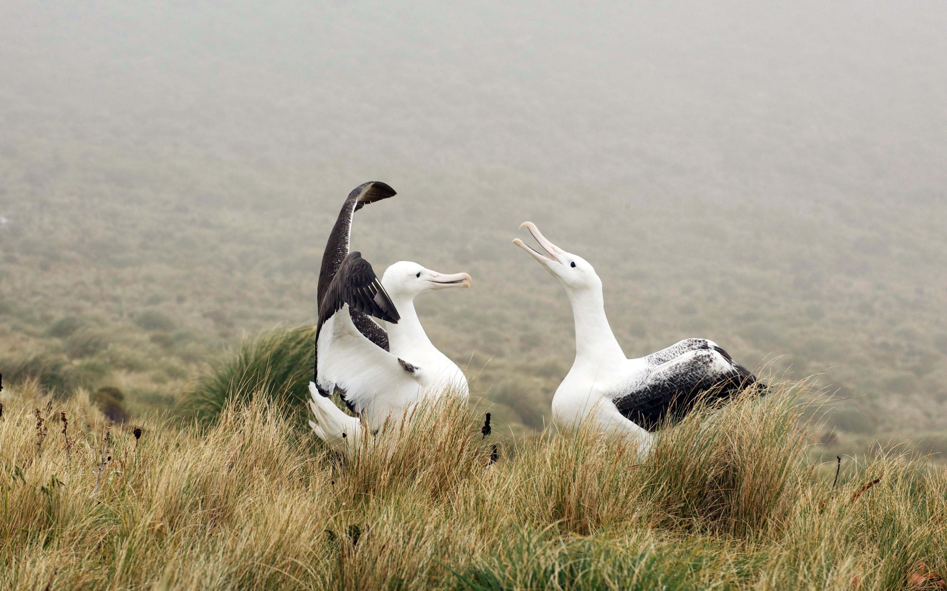 Albatross Wallpapers - Top Free Albatross Backgrounds - WallpaperAccess