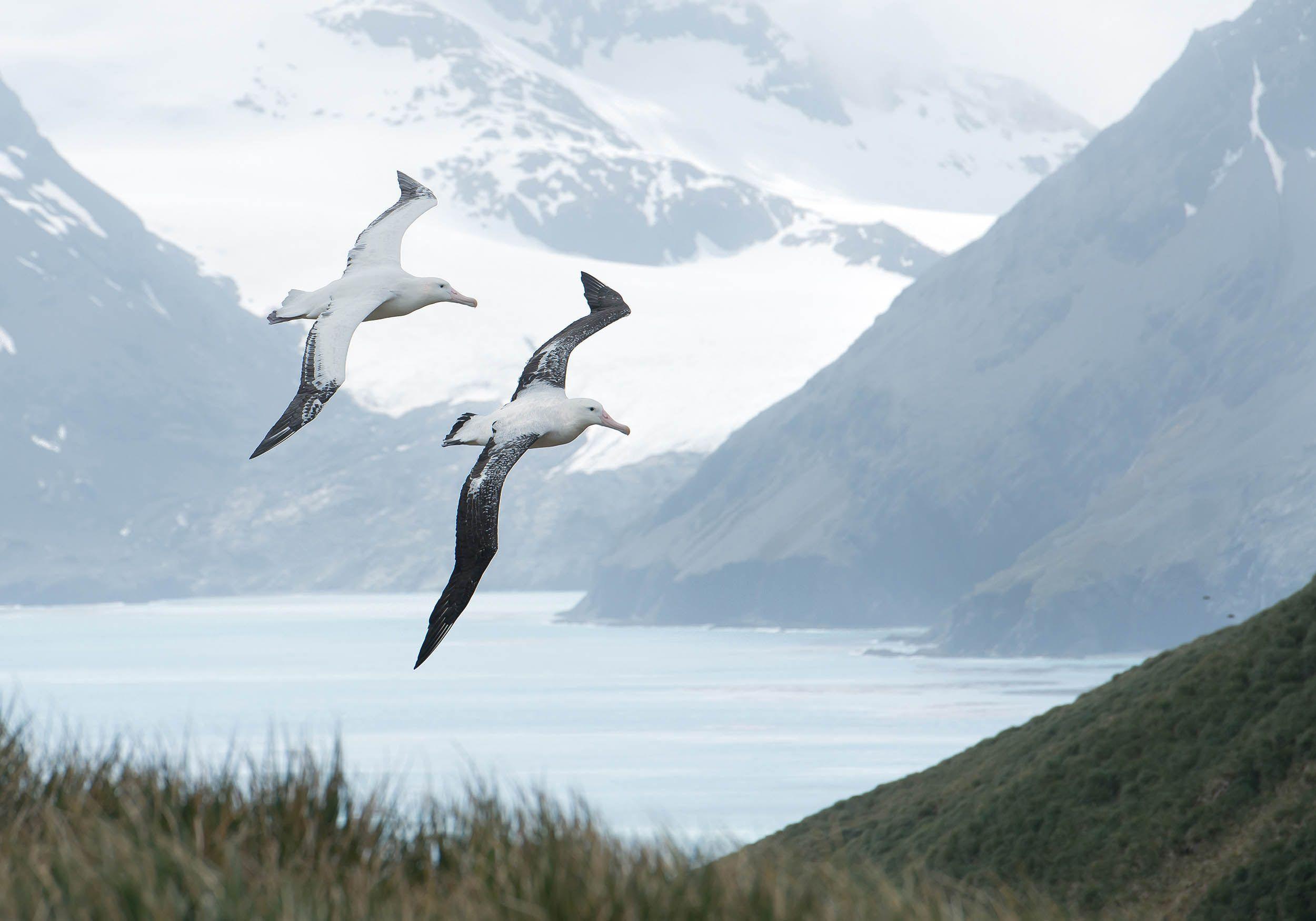 Albatross Wallpapers - Top Free Albatross Backgrounds - WallpaperAccess
