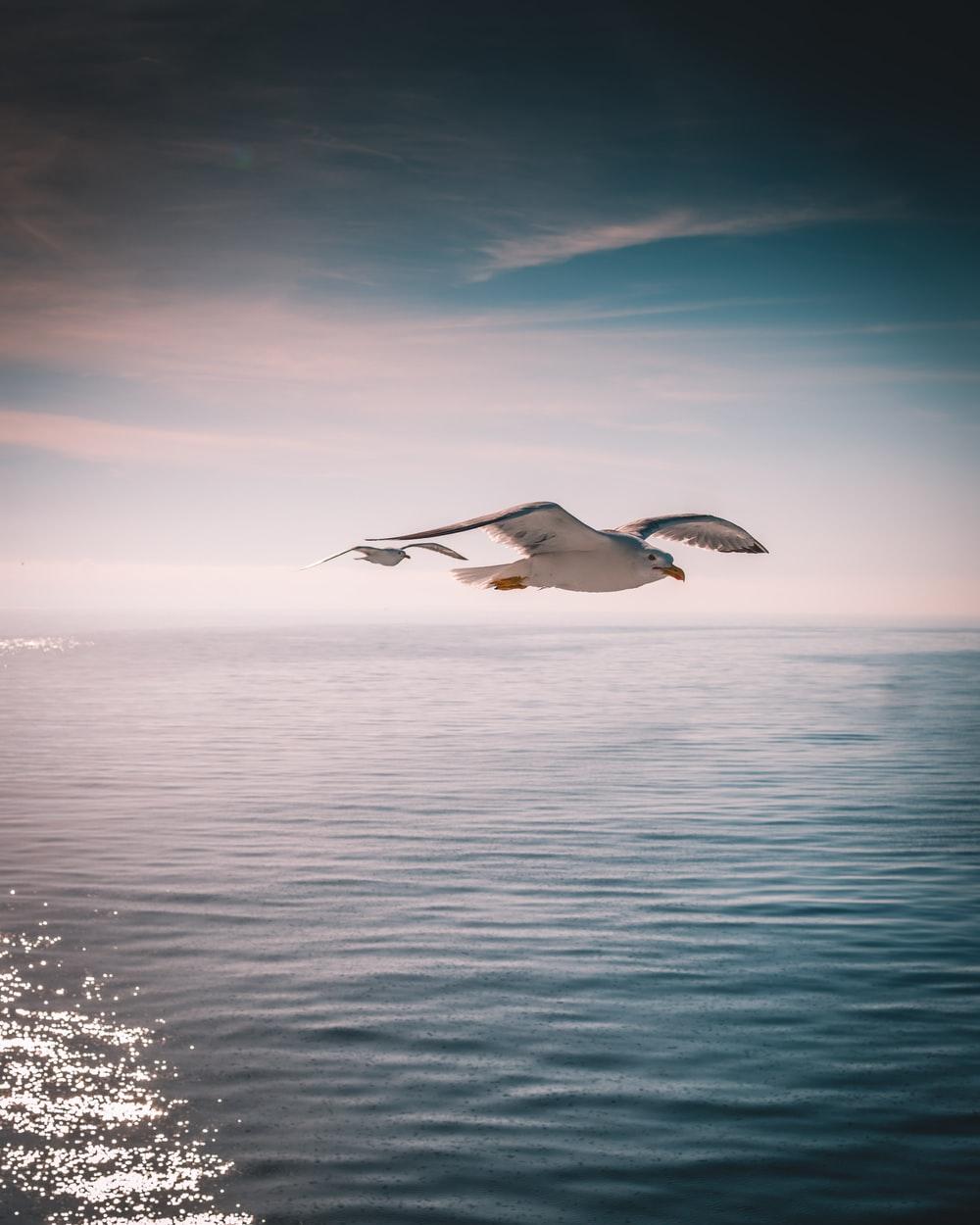 Albatross Wallpapers - Top Free Albatross Backgrounds - WallpaperAccess
