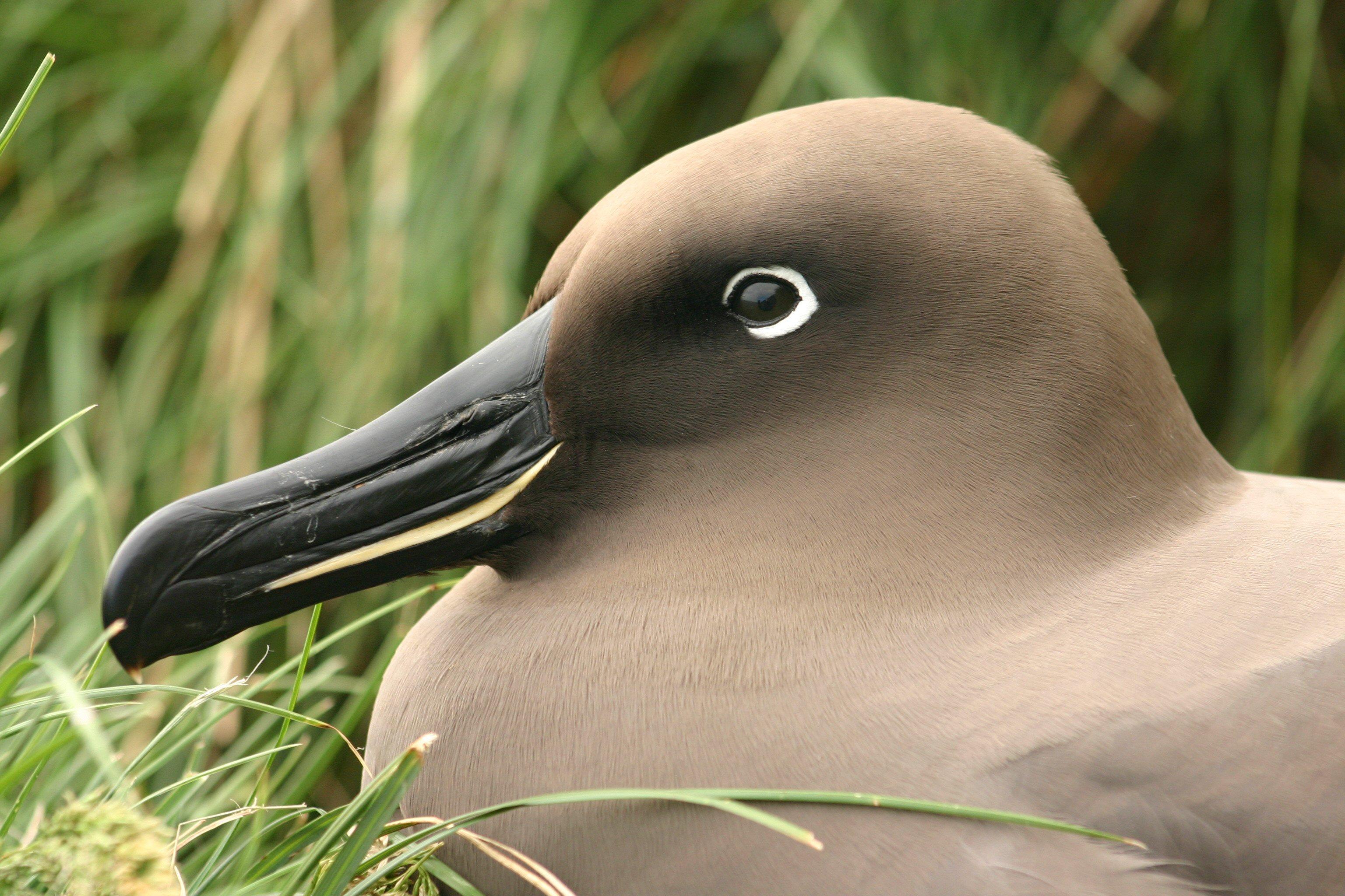 Albatross Wallpapers - Top Free Albatross Backgrounds - WallpaperAccess