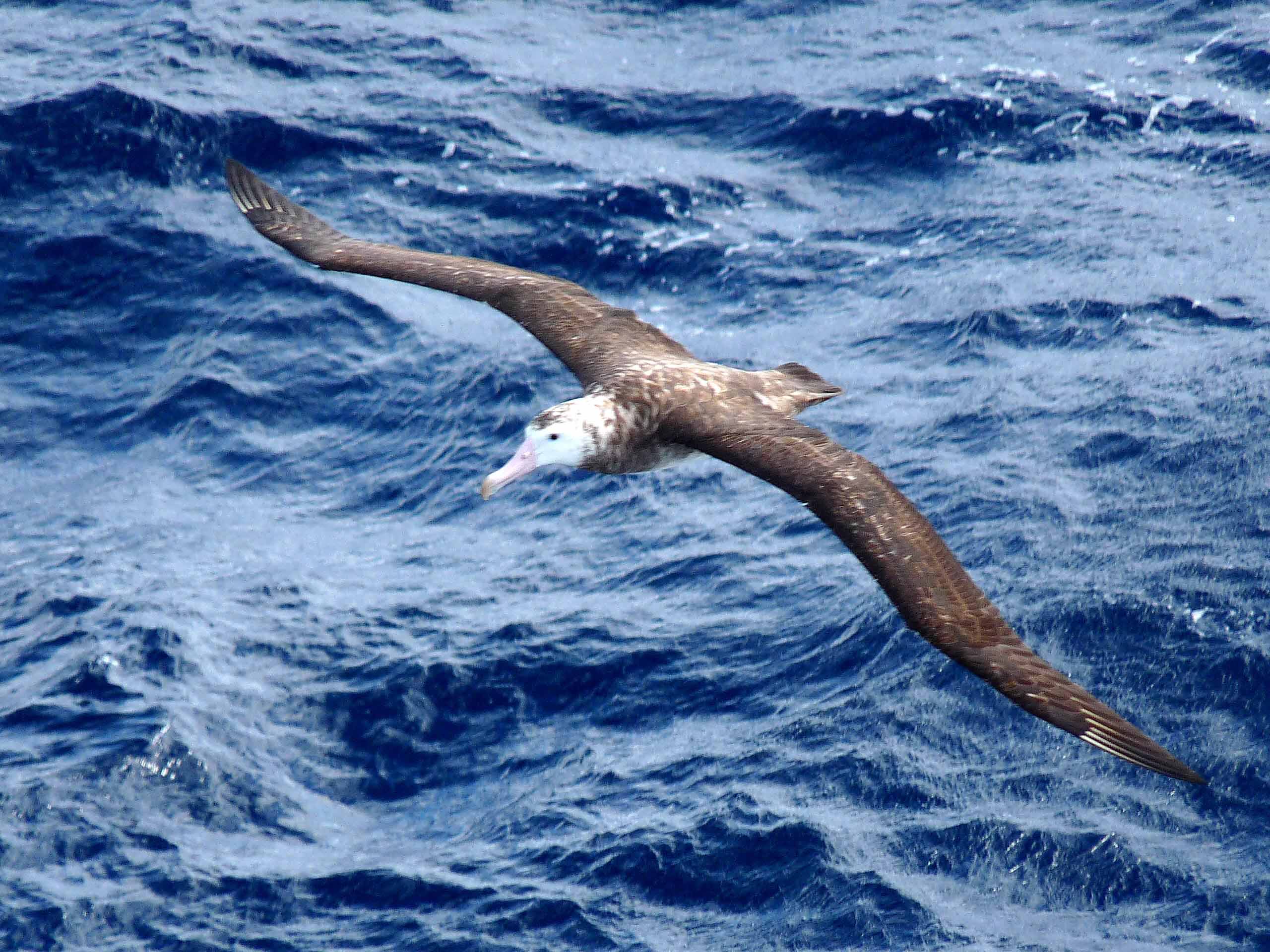 Albatross Wallpapers - Top Free Albatross Backgrounds - WallpaperAccess