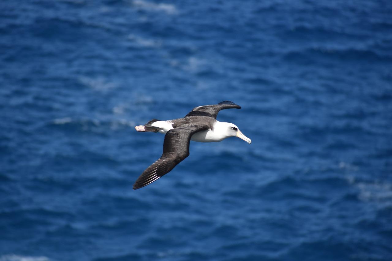 Albatross Wallpapers - Top Free Albatross Backgrounds - WallpaperAccess