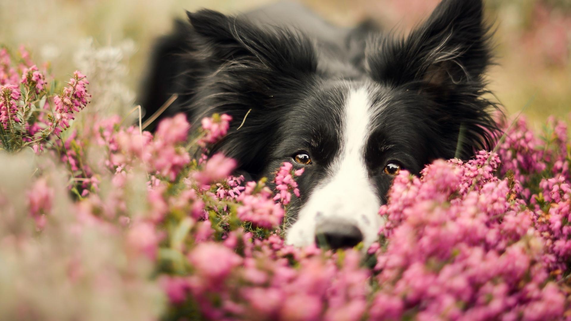 Collie Dog Wallpapers - Top Free Collie Dog Backgrounds - WallpaperAccess