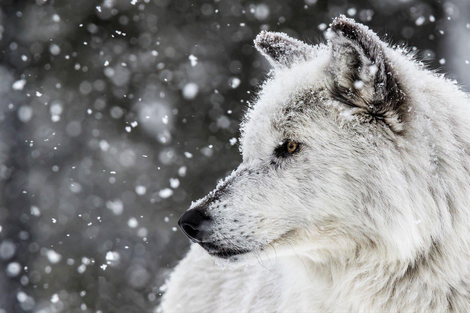 Wolf Winter Wallpapers - Top Free Wolf Winter Backgrounds - WallpaperAccess