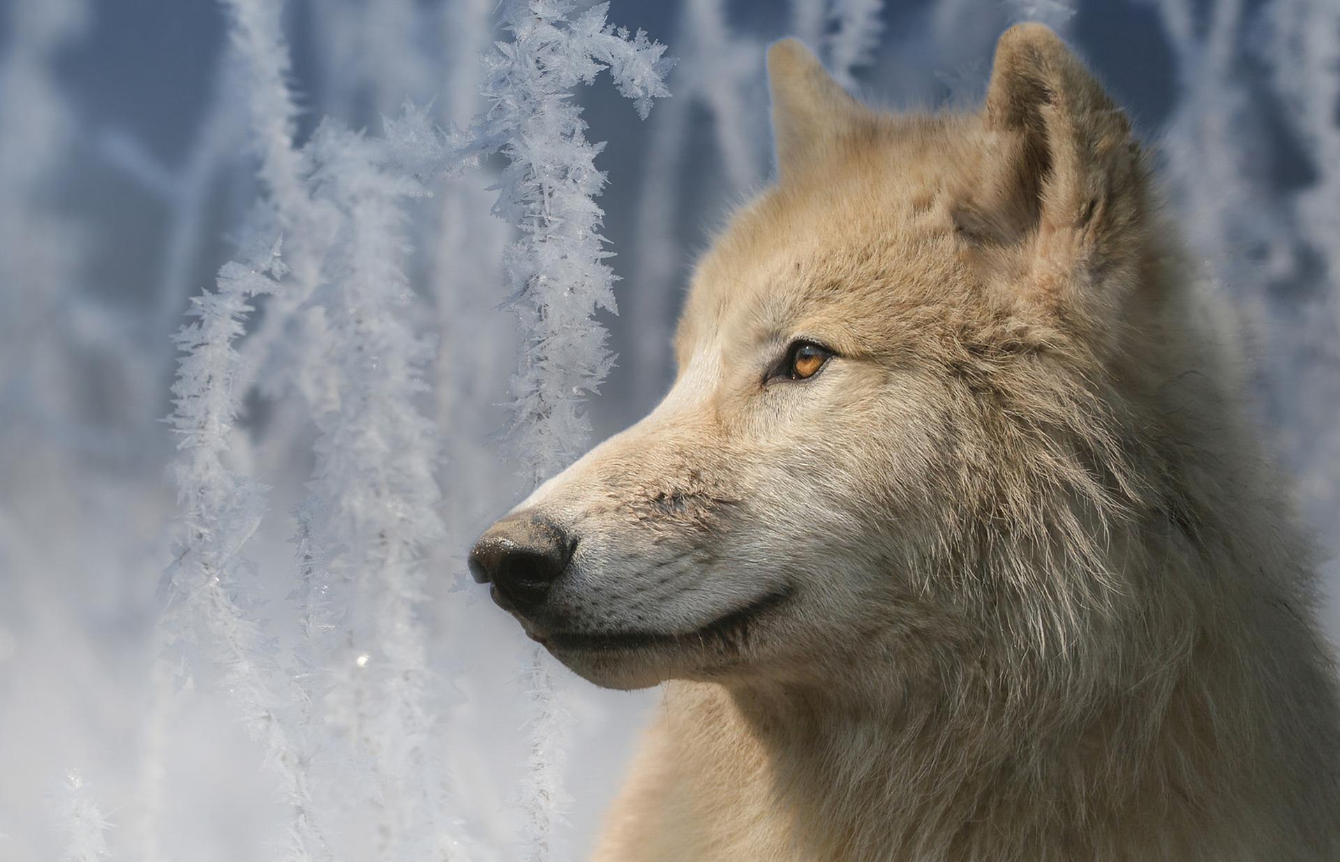 Wolf Winter Wallpapers - Top Free Wolf Winter Backgrounds - WallpaperAccess