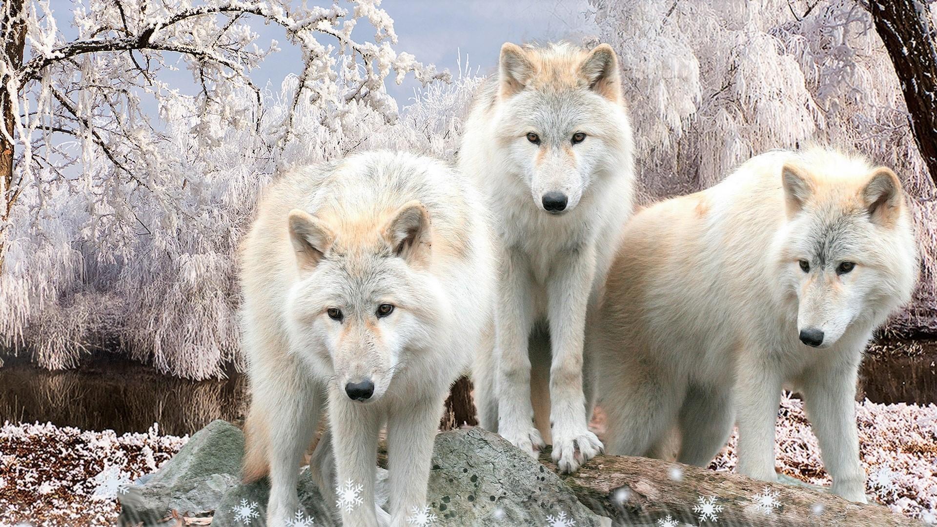 Wolf Winter Wallpapers - Top Free Wolf Winter Backgrounds - WallpaperAccess