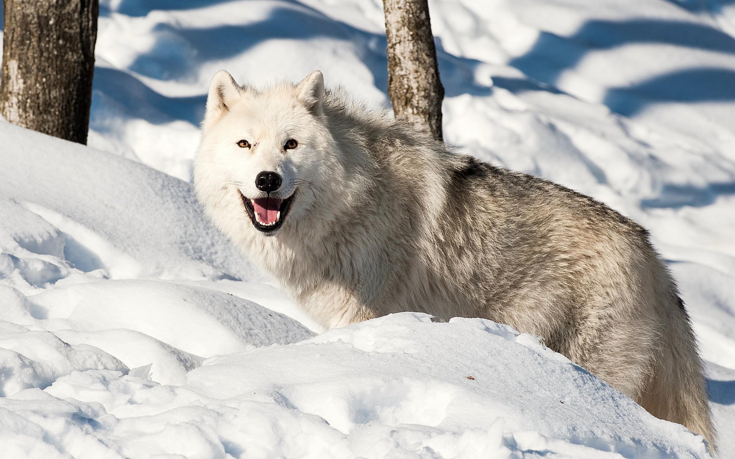 Wolf Winter Wallpapers - Top Free Wolf Winter Backgrounds - WallpaperAccess