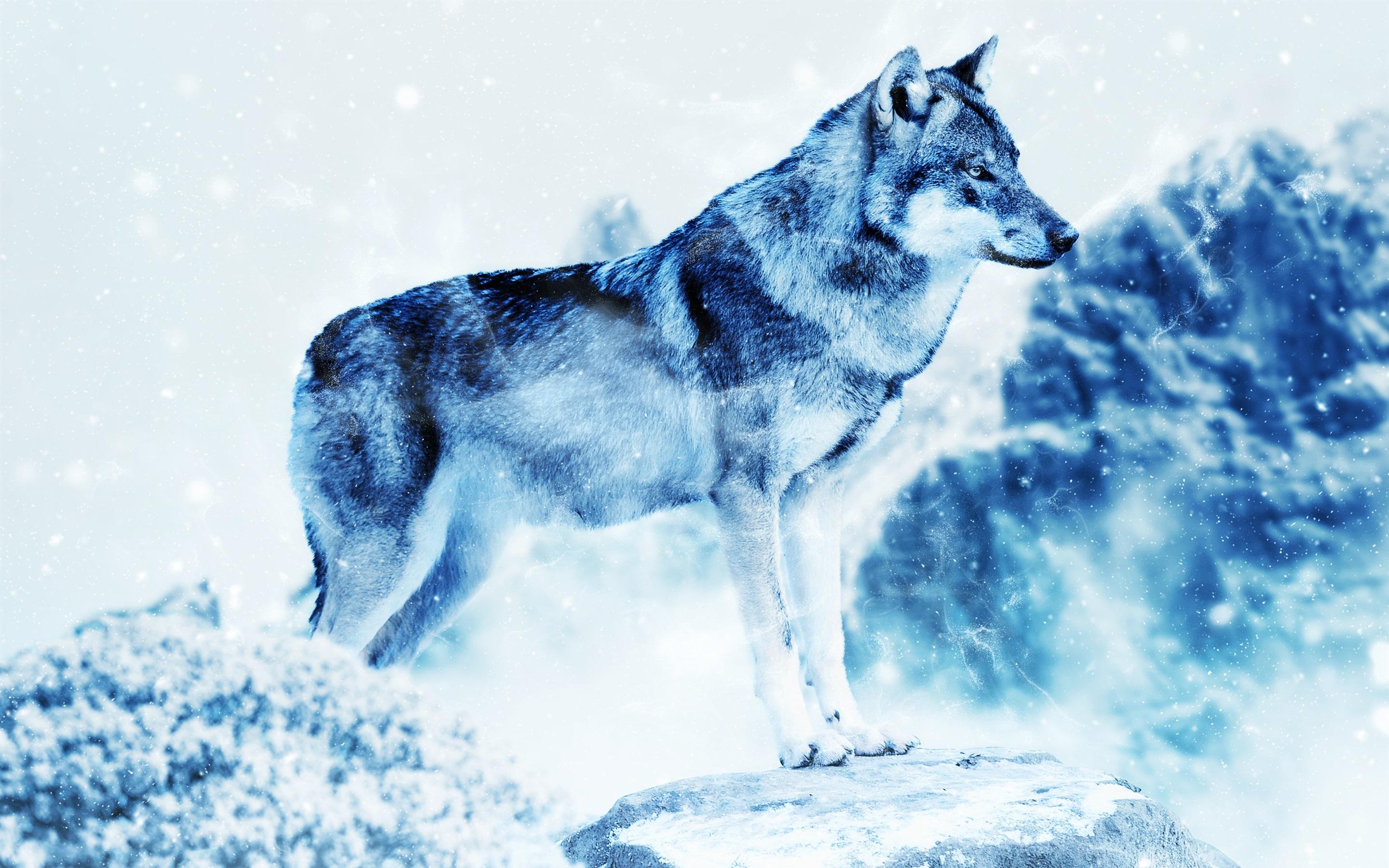 Wolf Winter Wallpapers - Top Free Wolf Winter Backgrounds - WallpaperAccess