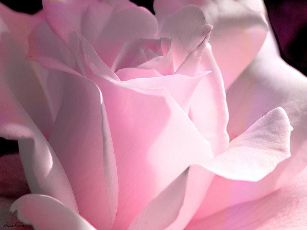 Pink Elegant Wallpapers - Top Free Pink Elegant Backgrounds ...