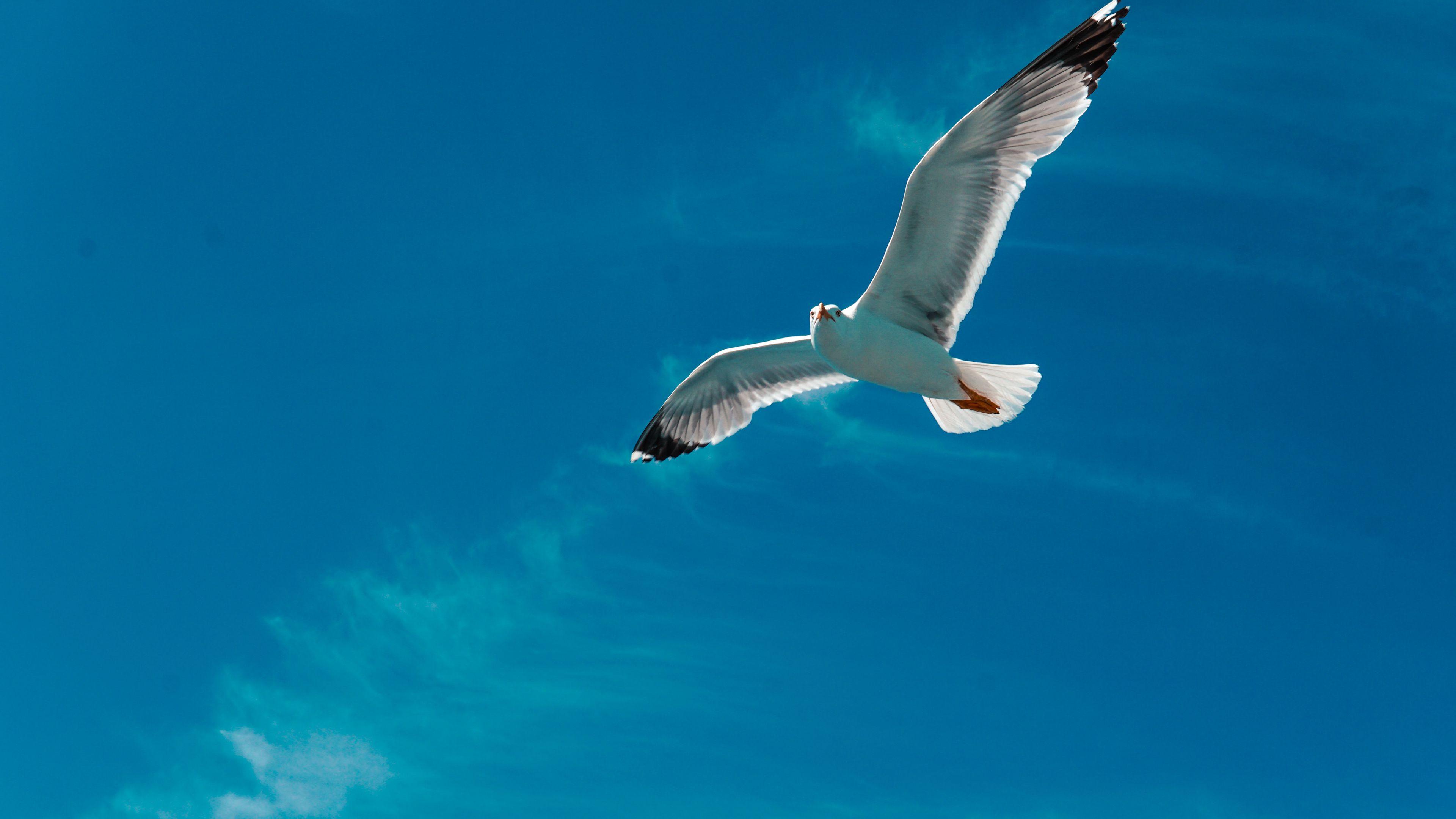 Bird Wings Wallpapers - Top Free Bird Wings Backgrounds - WallpaperAccess