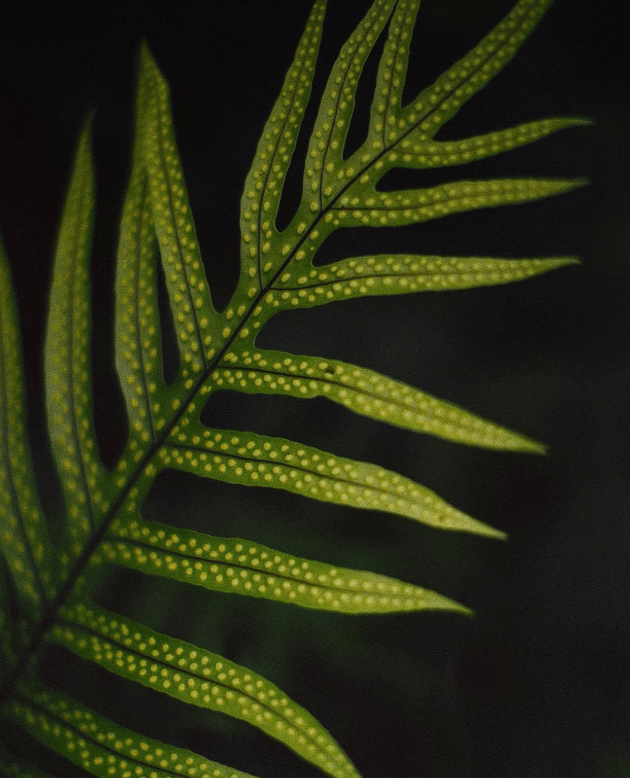 ASMR Wallpapers - Top Free ASMR Backgrounds - WallpaperAccess