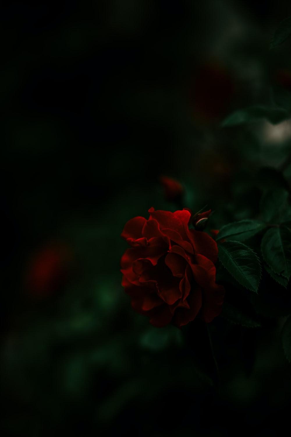 Dark Moody Wallpapers - Top Free Dark Moody Backgrounds - WallpaperAccess