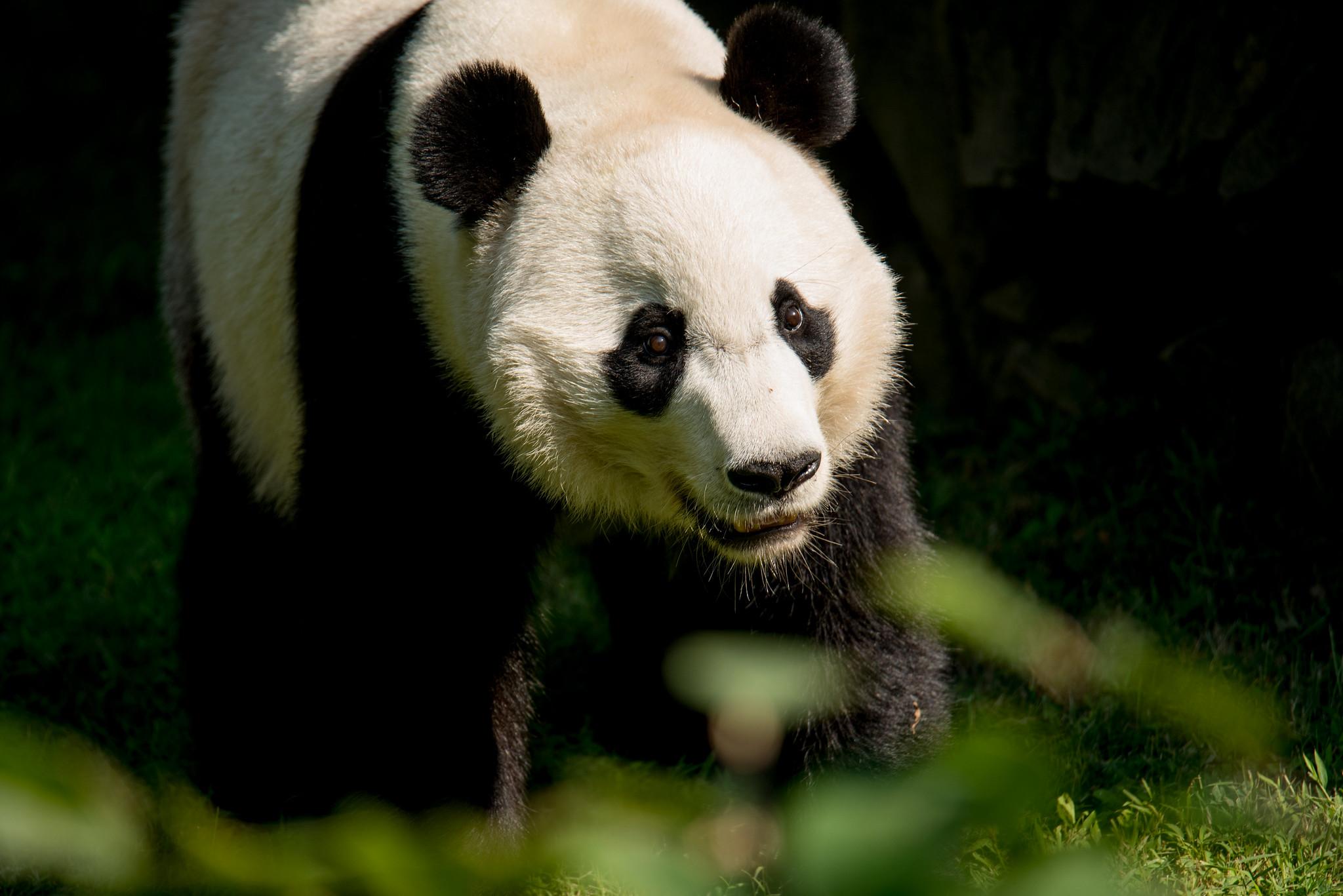 Panda Boy Wallpapers - Top Free Panda Boy Backgrounds - WallpaperAccess