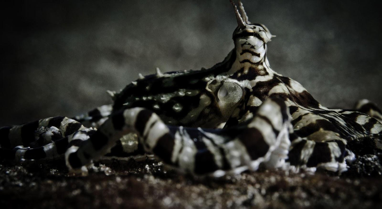 Mimic Wallpapers - Top Free Mimic Backgrounds - WallpaperAccess