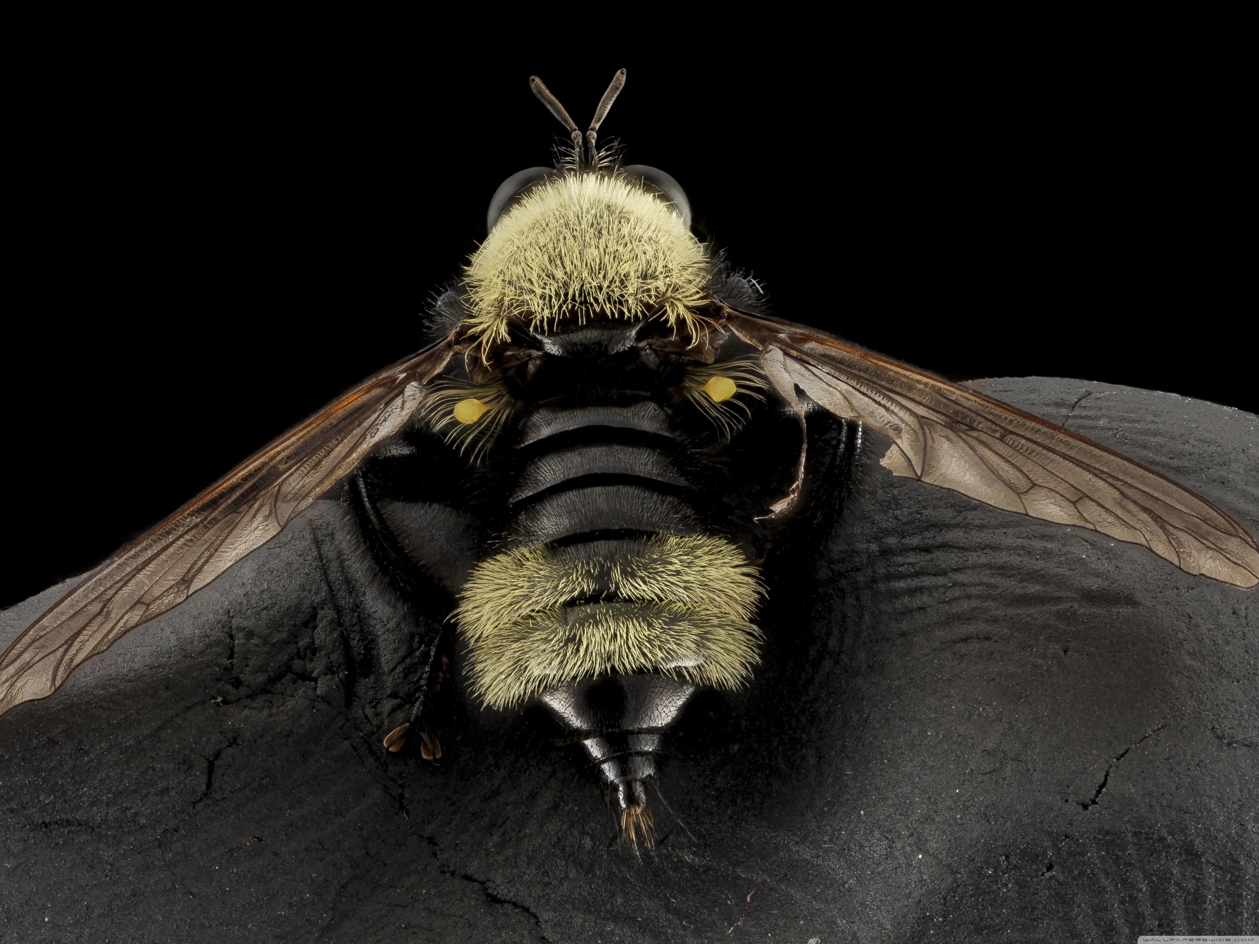 Mimic Wallpapers - Top Free Mimic Backgrounds - WallpaperAccess