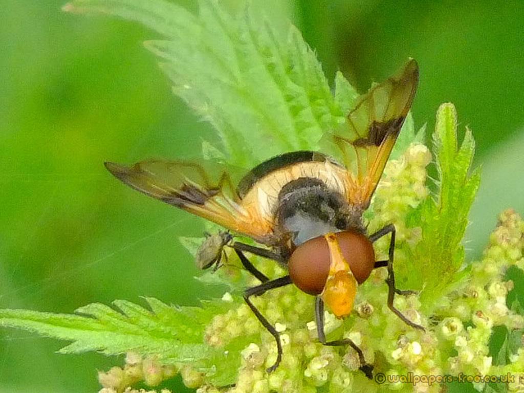 Mimic Wallpapers - Top Free Mimic Backgrounds - WallpaperAccess