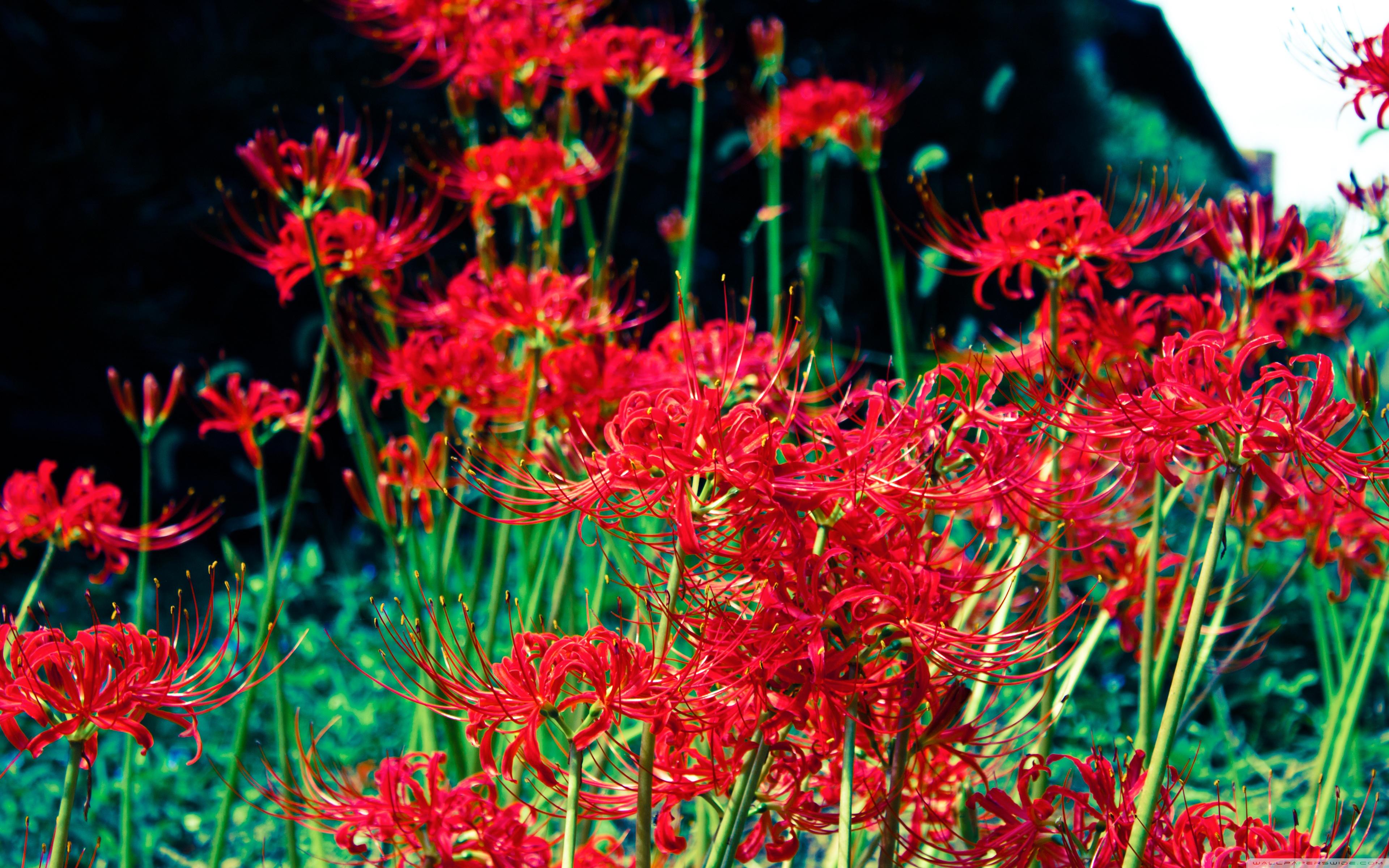 Higanbana Wallpapers - Top Free Higanbana Backgrounds - WallpaperAccess