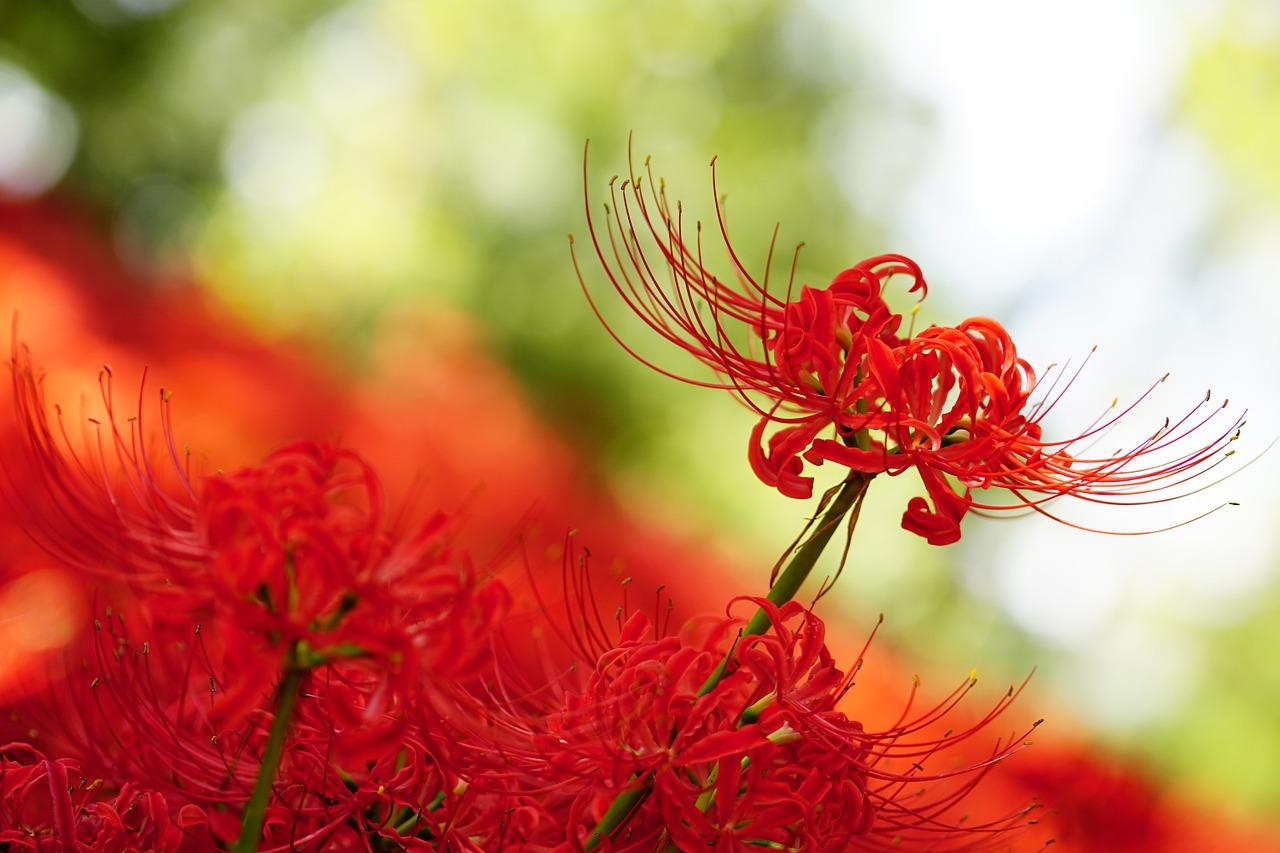 Higanbana Wallpapers - Top Free Higanbana Backgrounds - WallpaperAccess