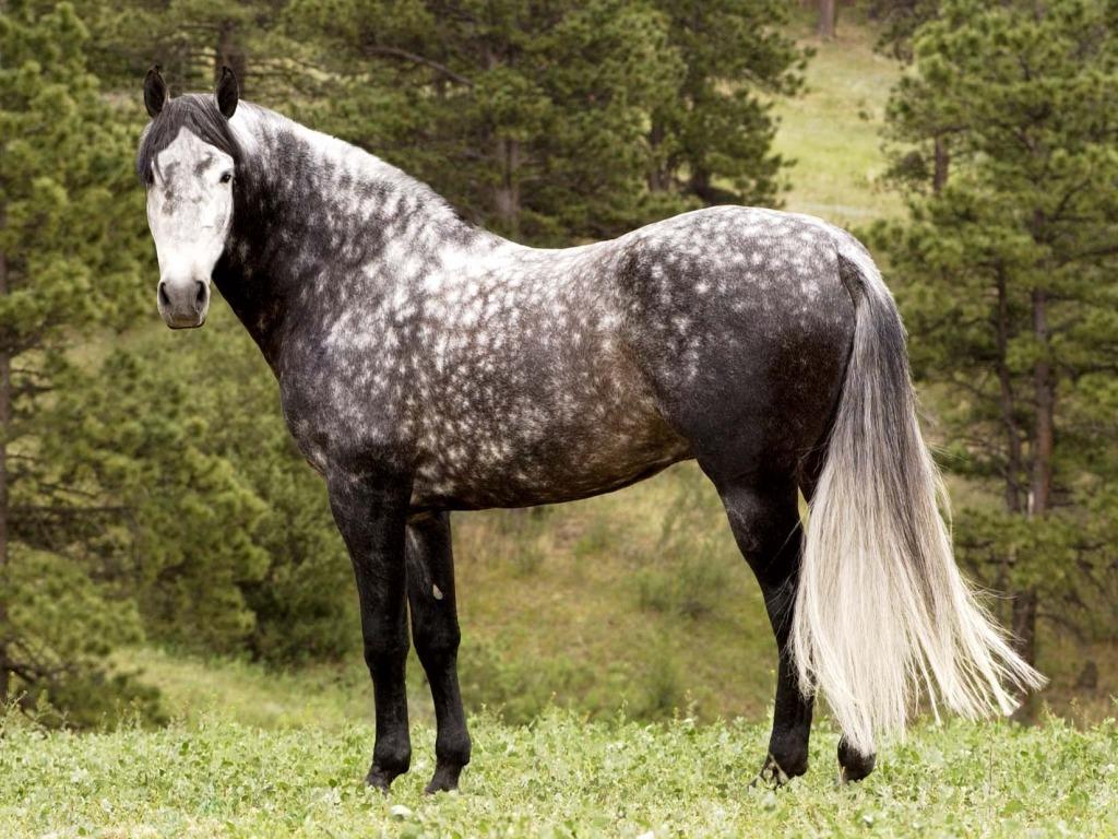 Dapple Gray Horse Wallpapers - Top Free Dapple Gray Horse Backgrounds - WallpaperAccess