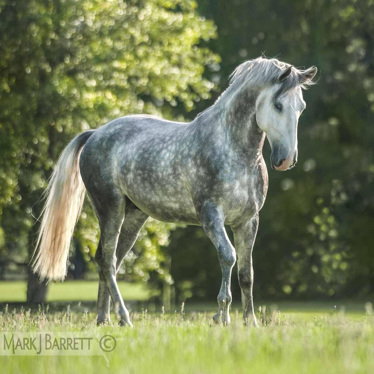 Dapple Gray Horse Wallpapers - Top Free Dapple Gray Horse Backgrounds ...