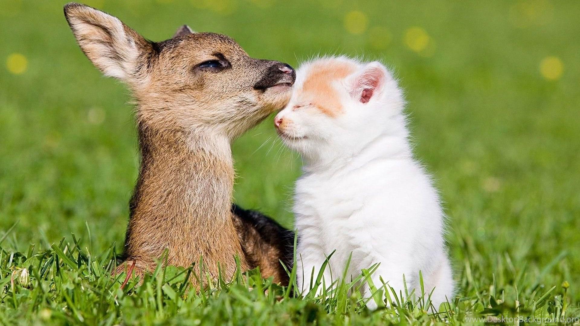 Beautiful Animal Desktop Wallpapers - Top Free Beautiful Animal Desktop ...