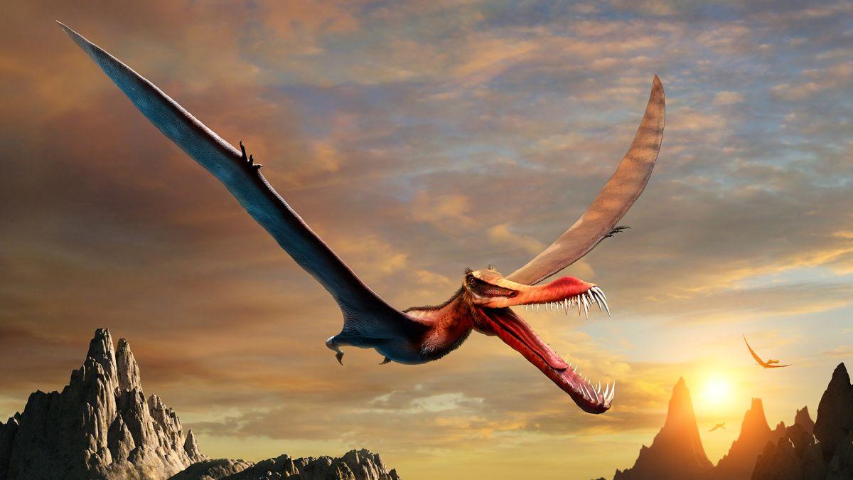 Pteranodon Wallpapers - Top Free Pteranodon Backgrounds - WallpaperAccess