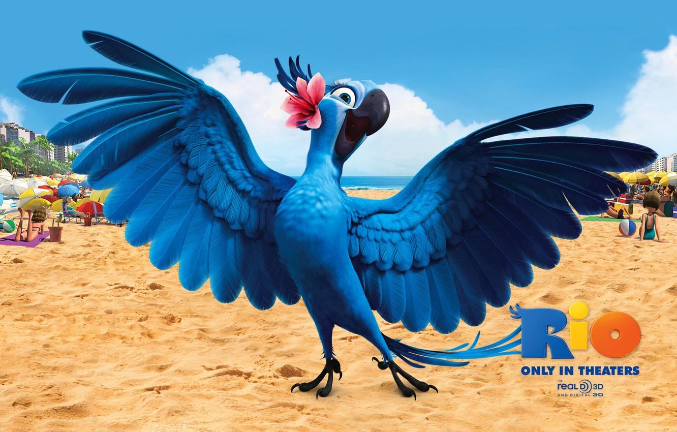 Rio Birds Wallpapers - Top Free Rio Birds Backgrounds - WallpaperAccess