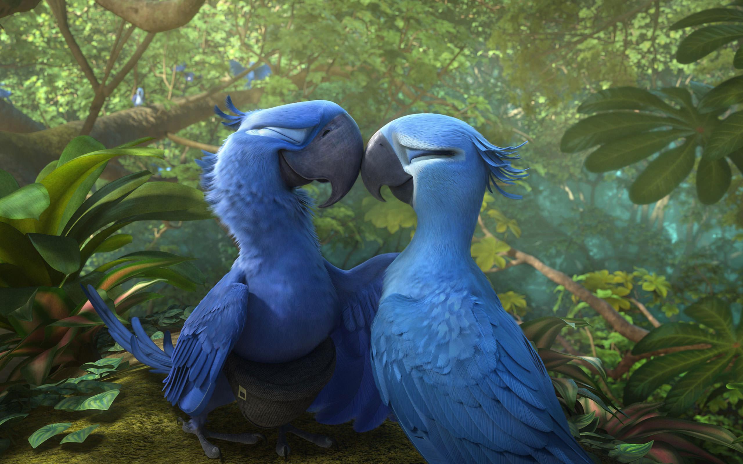 Rio Birds Wallpapers - Top Free Rio Birds Backgrounds - WallpaperAccess