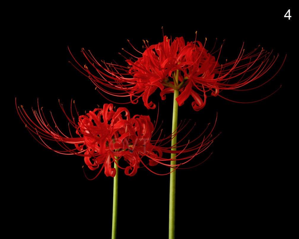 Lycoris Radiata Wallpapers - Top Free Lycoris Radiata Backgrounds ...