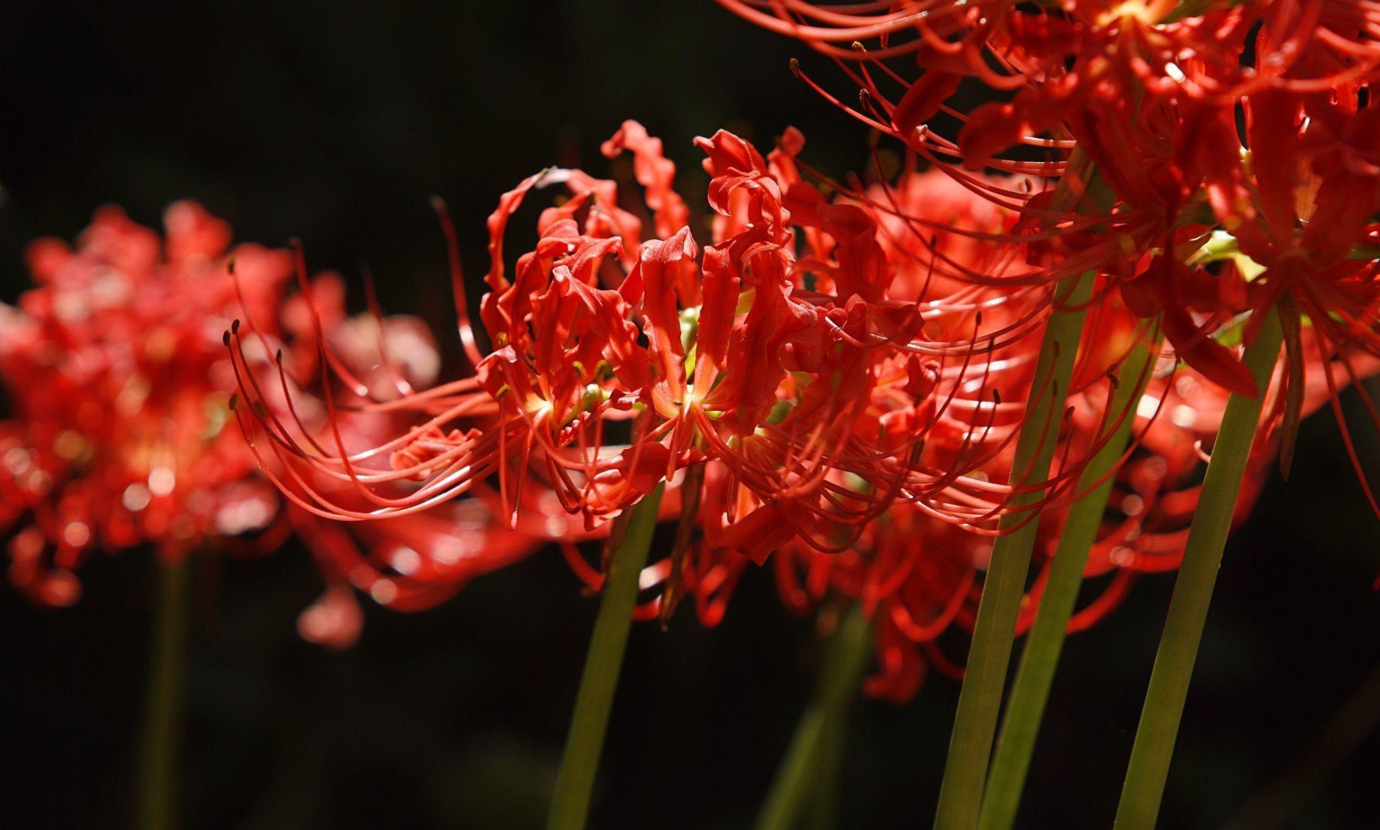 Lycoris Radiata Wallpapers - Top Free Lycoris Radiata Backgrounds ...