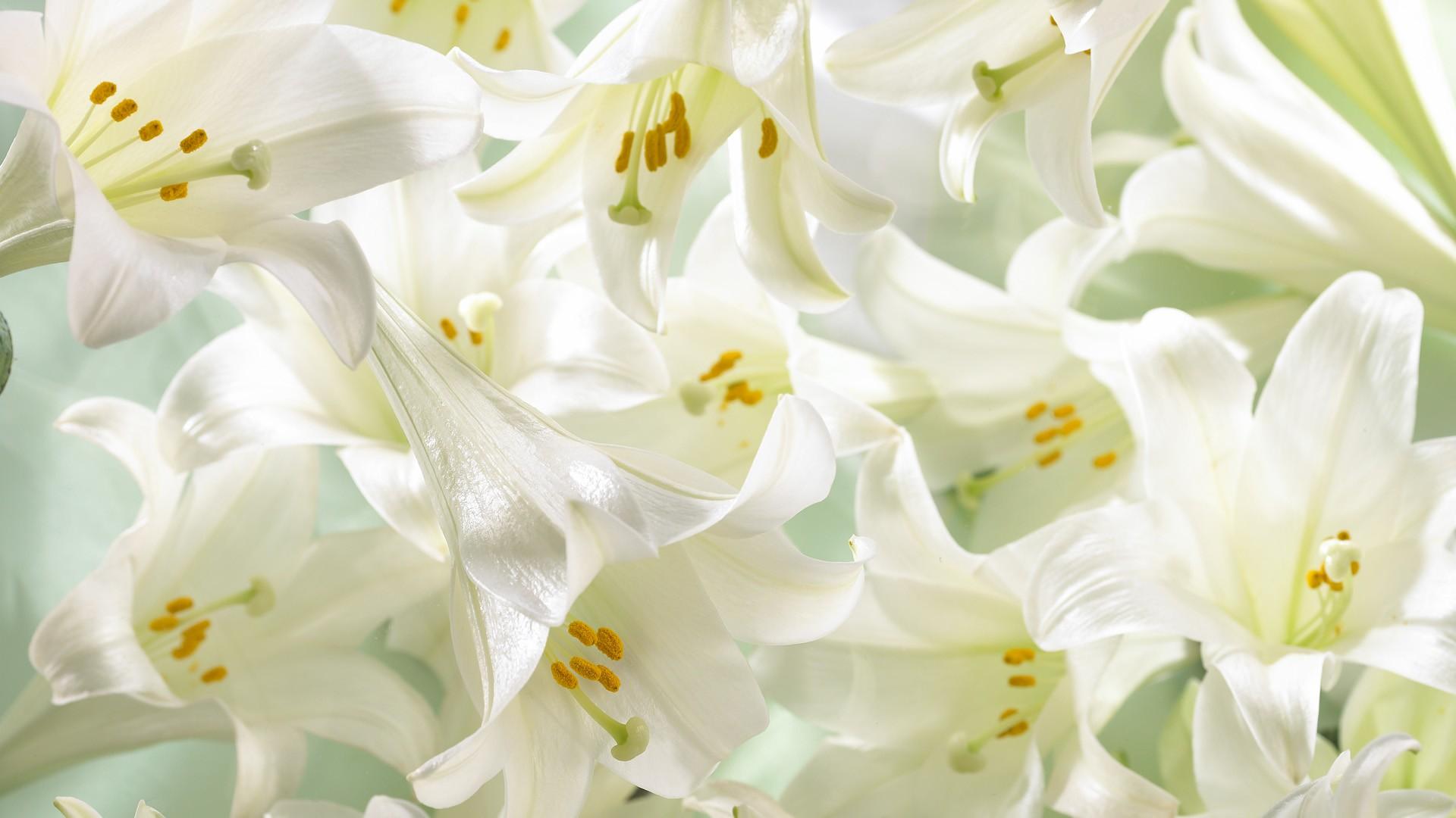 Lilies Flowers Wallpapers - Top Free Lilies Flowers Backgrounds ...