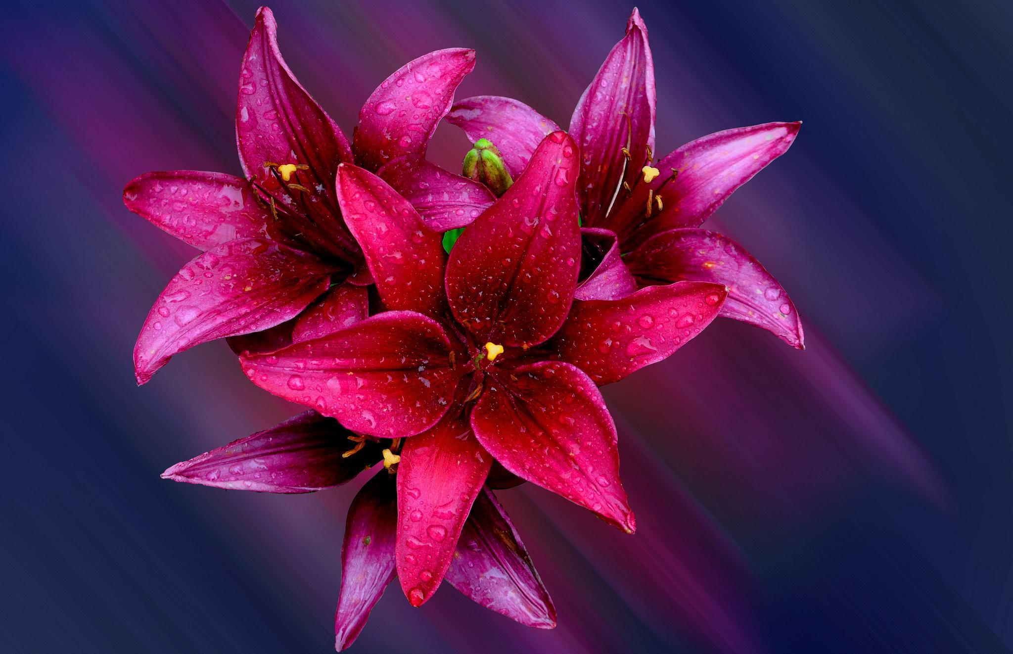 Lilies Wallpapers - Top Free Lilies Backgrounds - WallpaperAccess