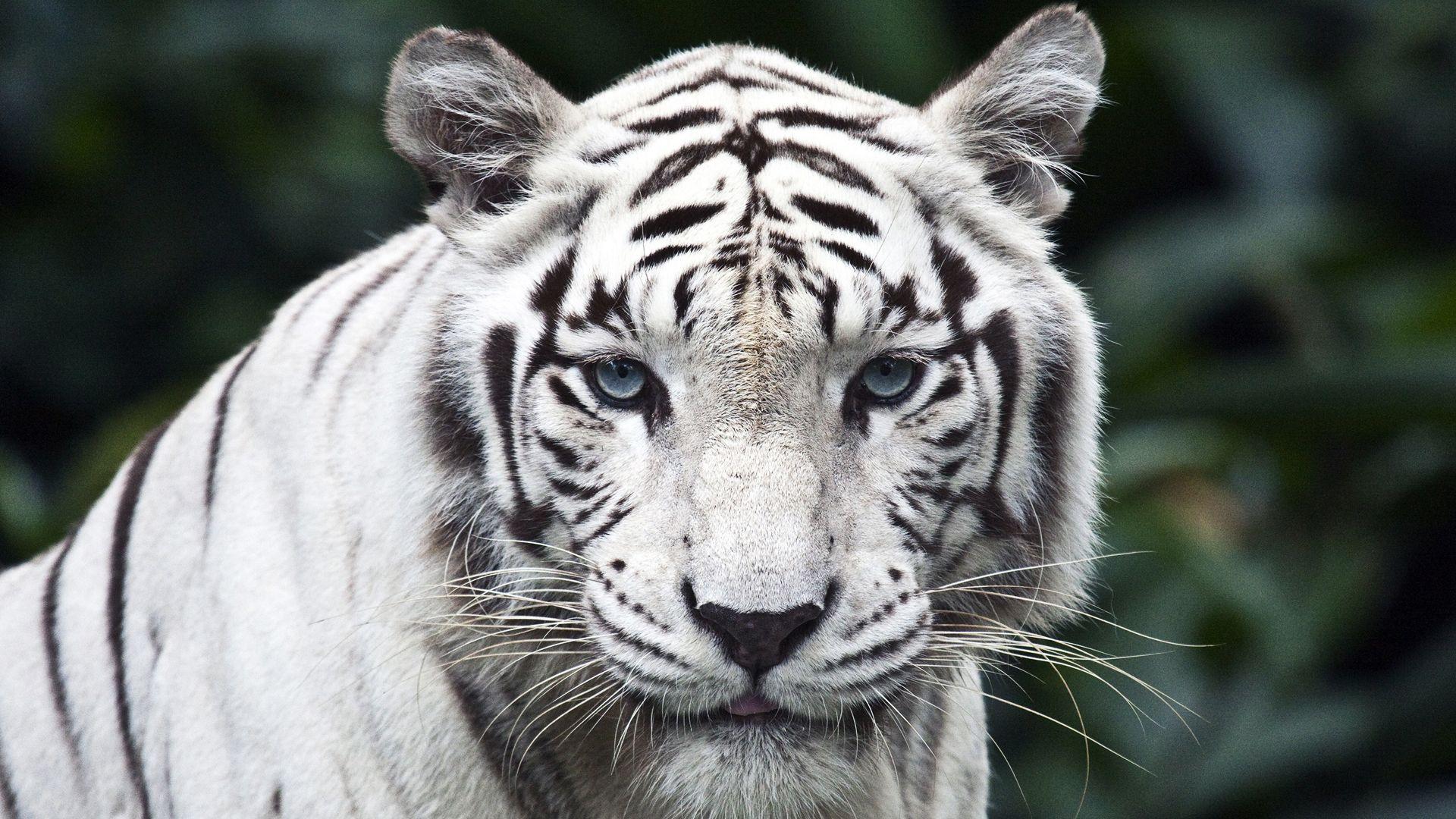 1920X1080 HD Animals Wallpapers - Top Những Hình Ảnh Đẹp