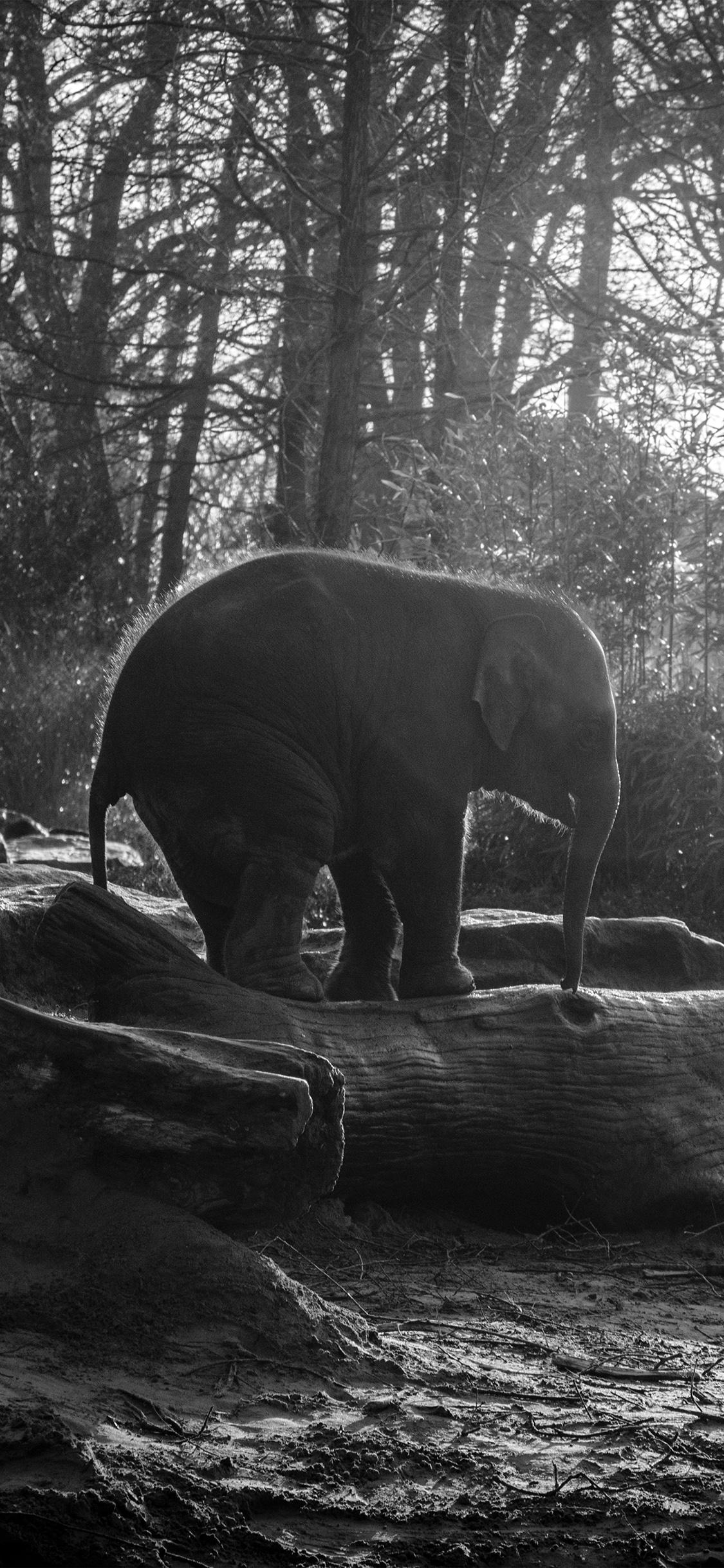 Baby Elephant Dark Wallpapers - Top Free Baby Elephant Dark Backgrounds ...