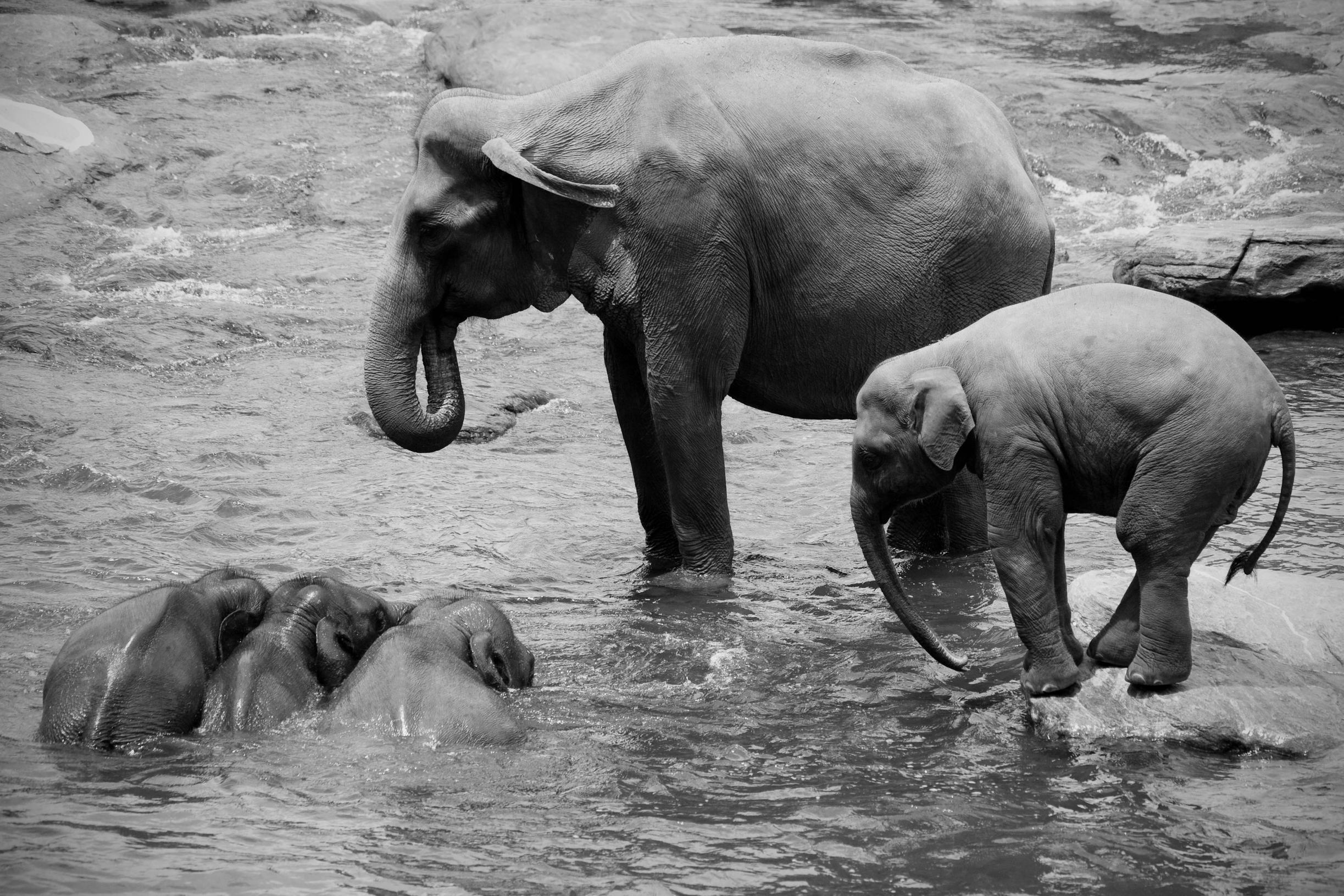 Baby Elephant Dark Wallpapers - Top Free Baby Elephant Dark Backgrounds ...