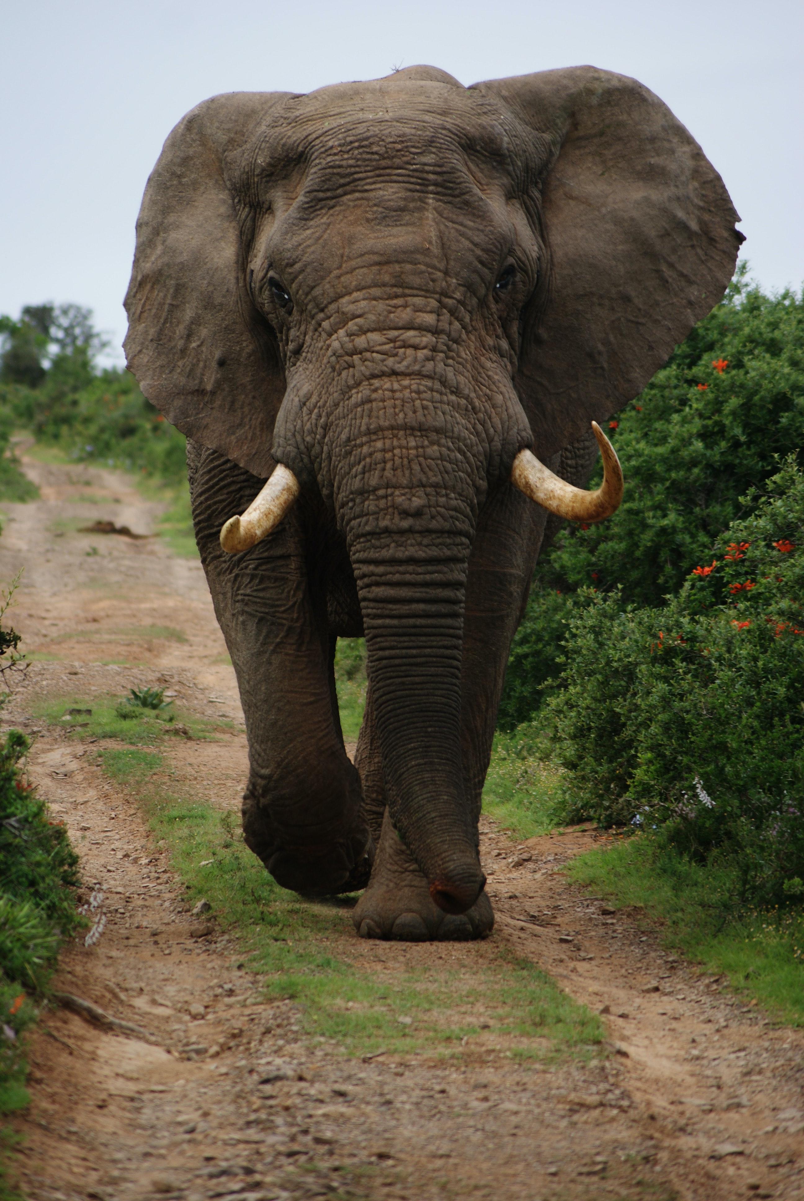 Baby Elephant Dark Wallpapers - Top Free Baby Elephant Dark Backgrounds ...