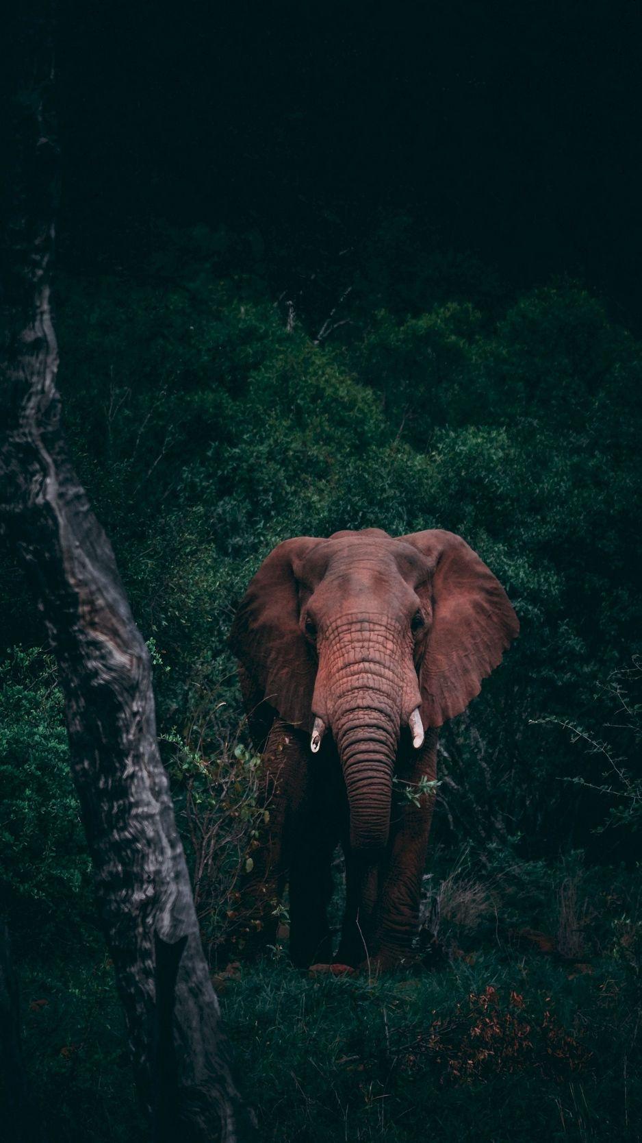 Baby Elephant Dark Wallpapers - Top Free Baby Elephant Dark Backgrounds ...