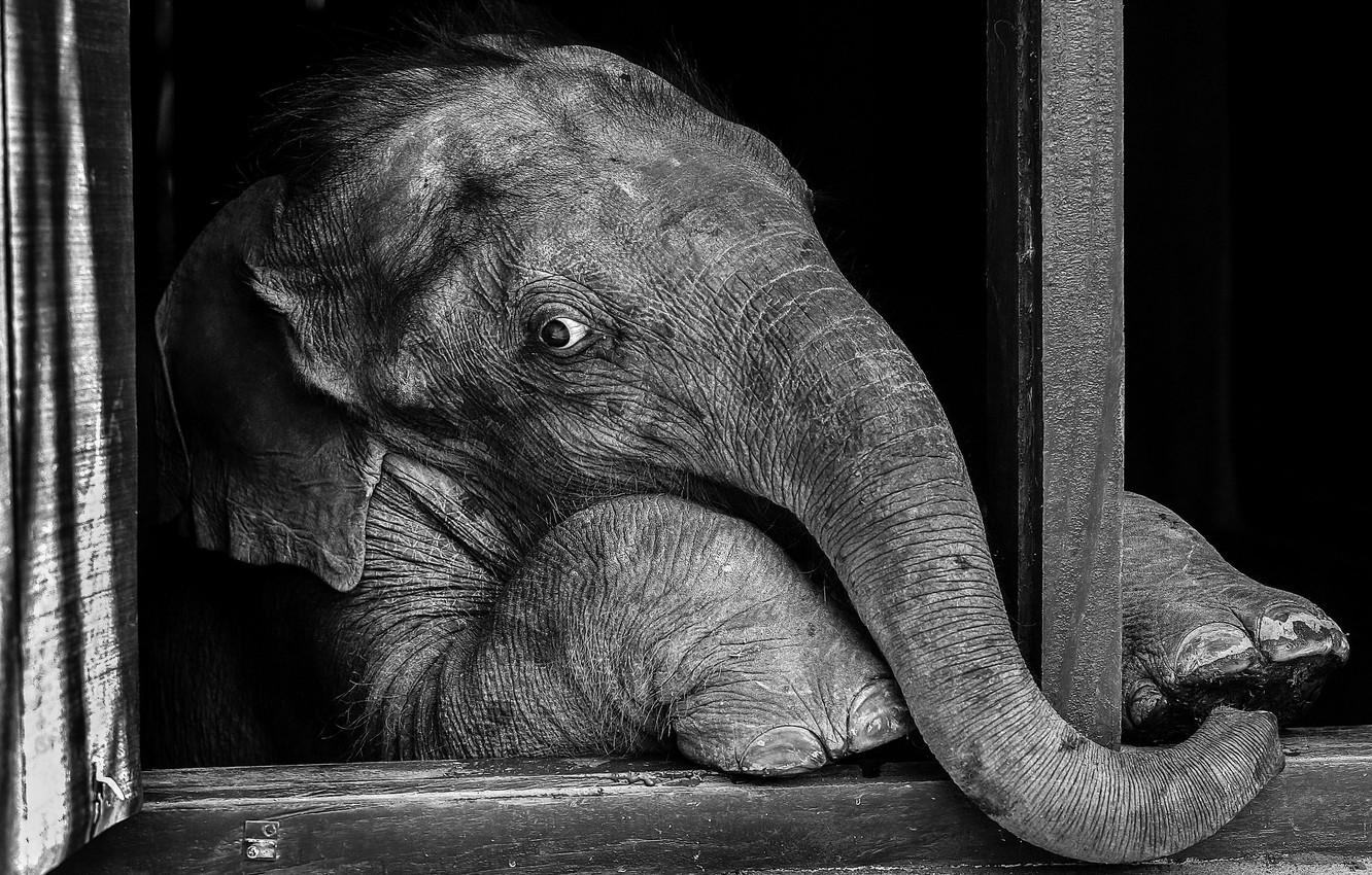 Baby Elephant Dark Wallpapers - Top Free Baby Elephant Dark Backgrounds ...