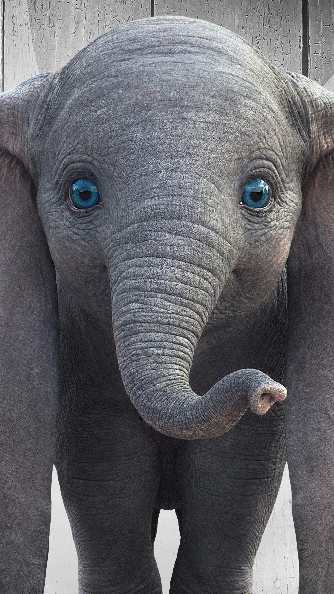 Baby Elephant Dark Wallpapers - Top Free Baby Elephant Dark Backgrounds ...