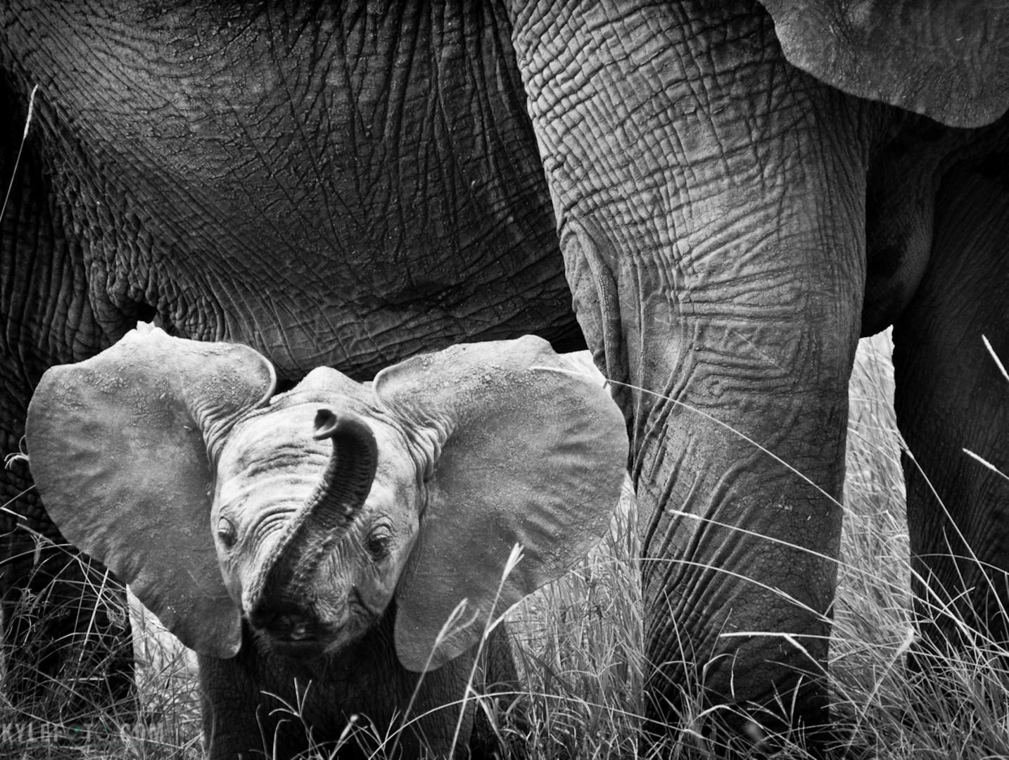 Baby Elephant Dark Wallpapers - Top Free Baby Elephant Dark Backgrounds ...