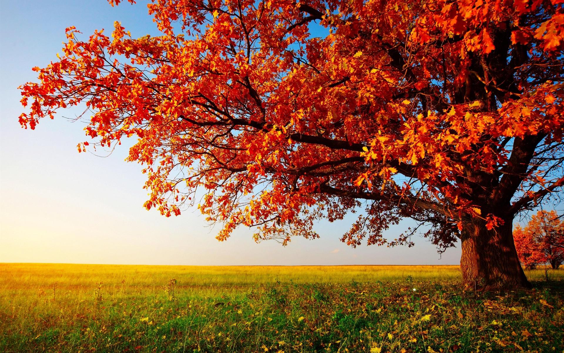 1920X1200 Autumn Wallpapers - Top Free 1920X1200 Autumn Backgrounds ...