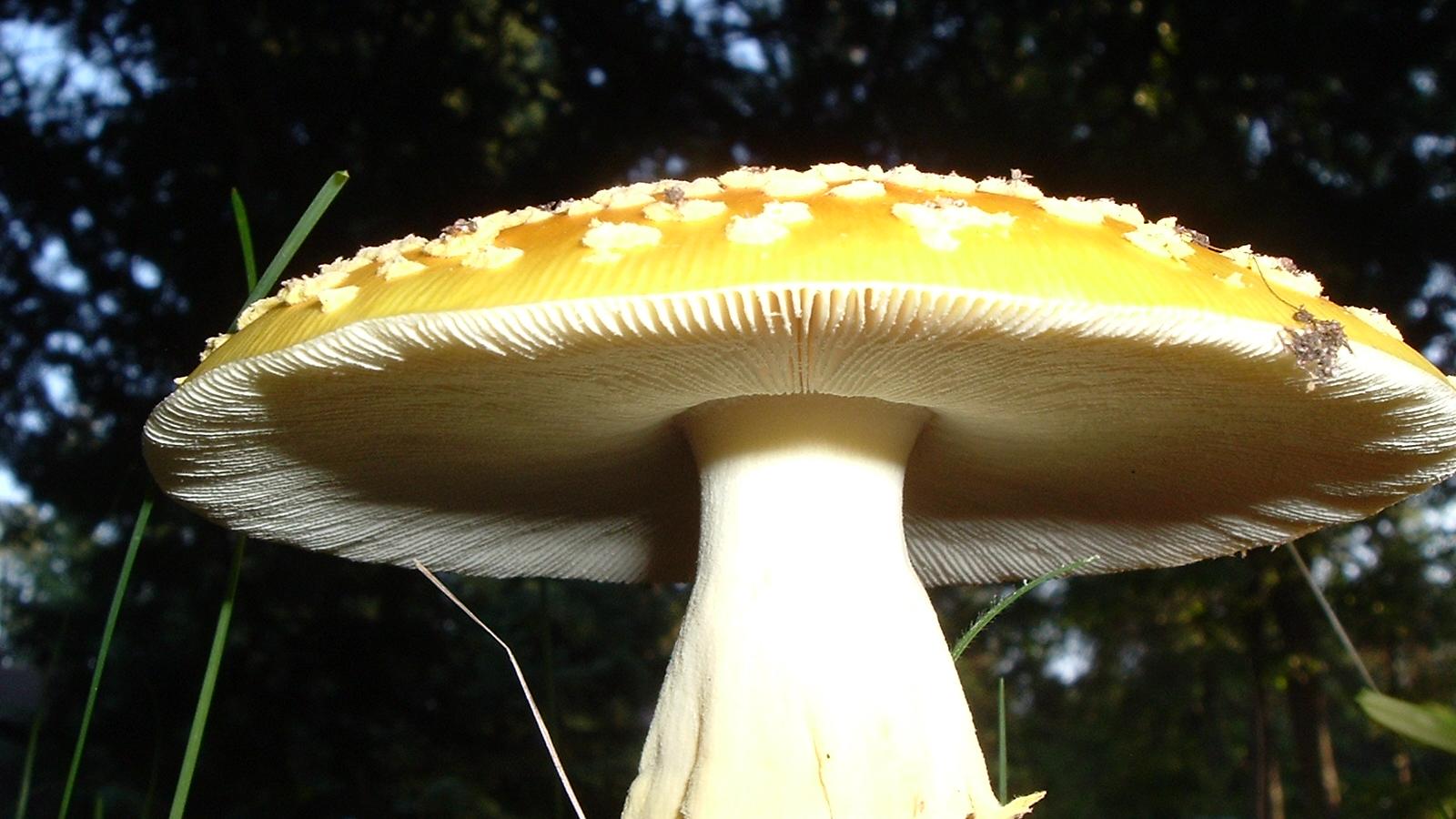 Mushroom Frog Wallpapers - Top Free Mushroom Frog Backgrounds ...