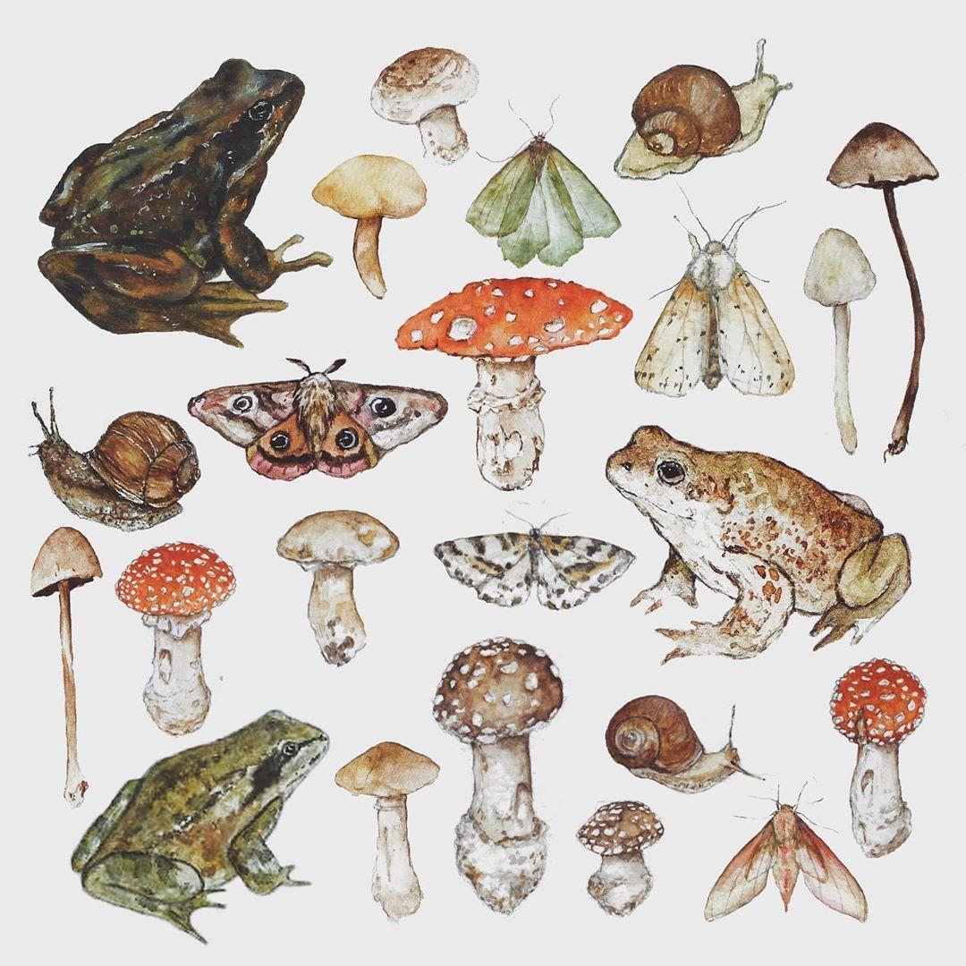 Mushroom Frog Wallpapers - Top Free Mushroom Frog Backgrounds ...