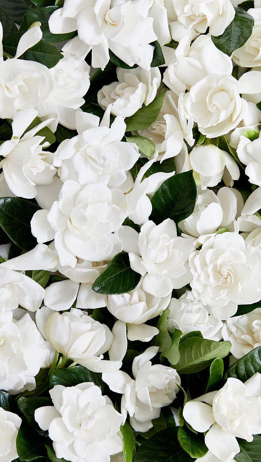 Gardenia Wallpapers - Top Free Gardenia Backgrounds - WallpaperAccess